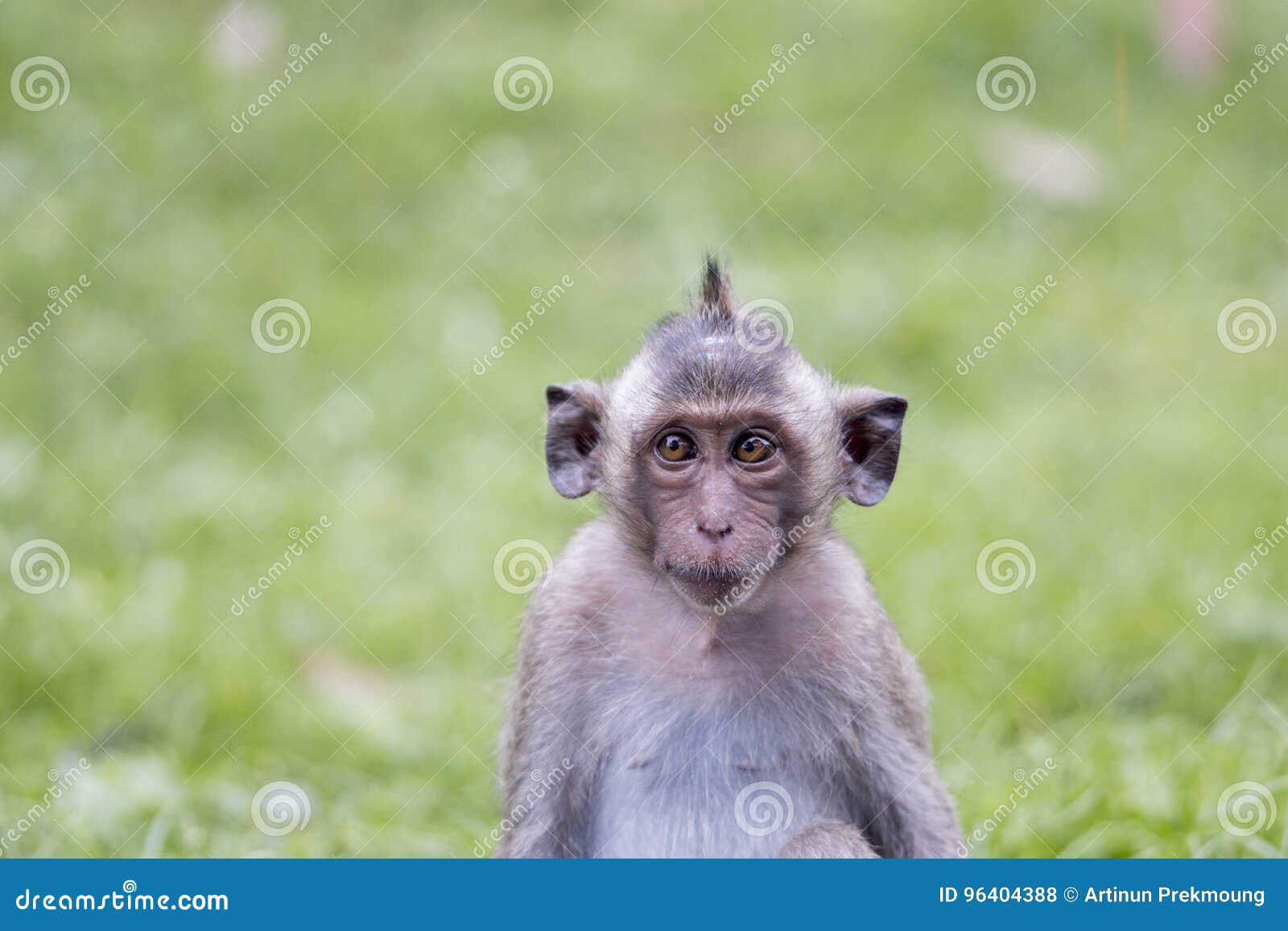 Portrait of Young Monkey Squinting His Eyes Stock Photo - Image of ...