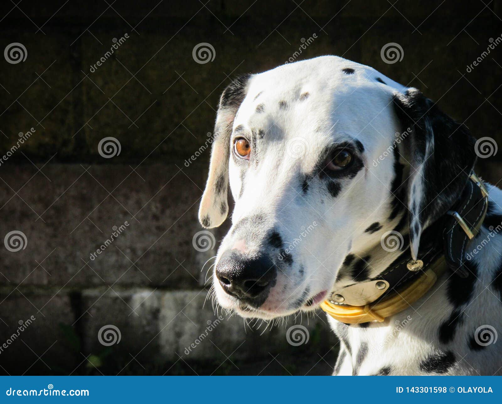 The Portrait of Young Purebred Dalmatian on Black Background Stock ...