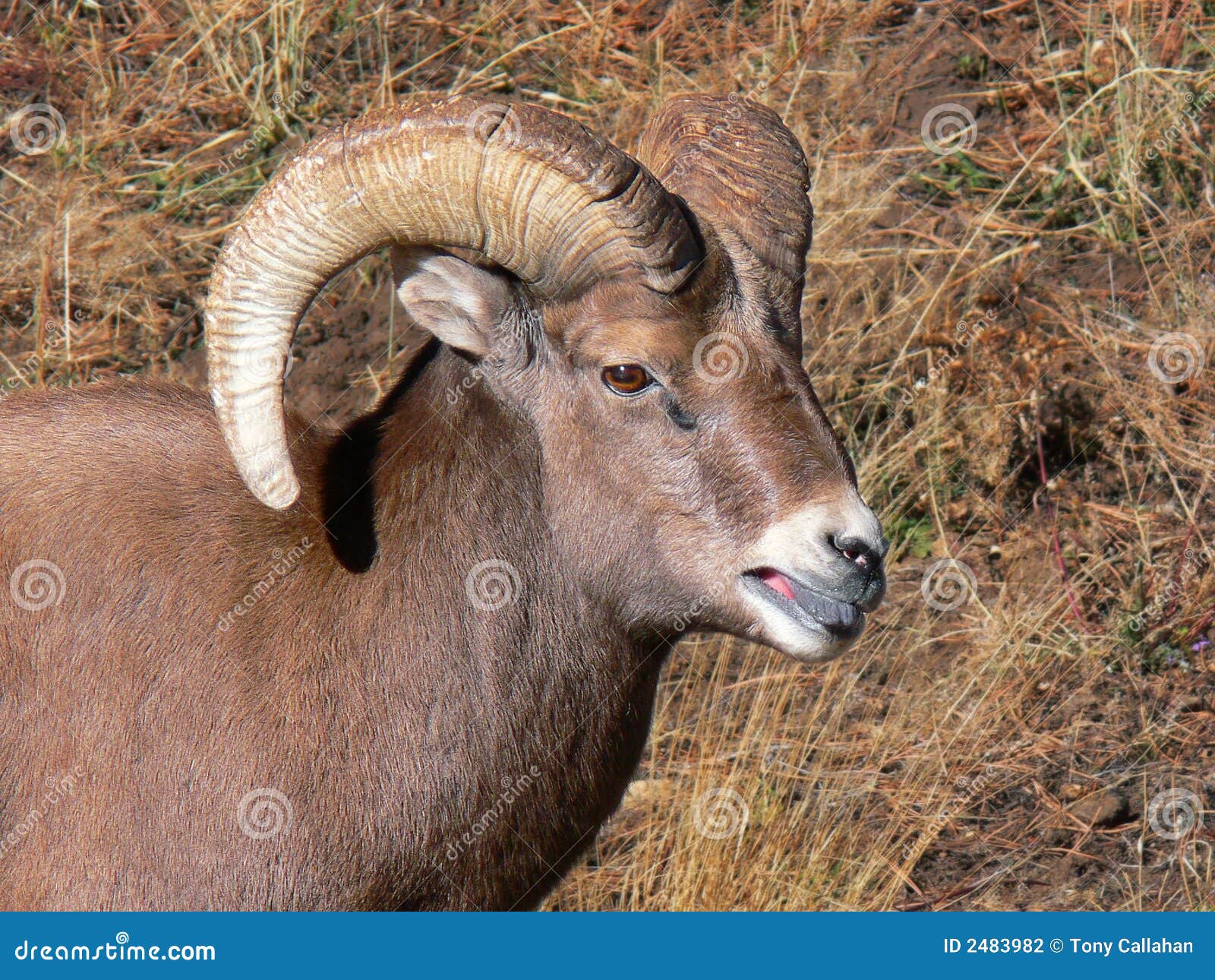 Portrait of a Young Ram stock photo. Image of western - 2483982