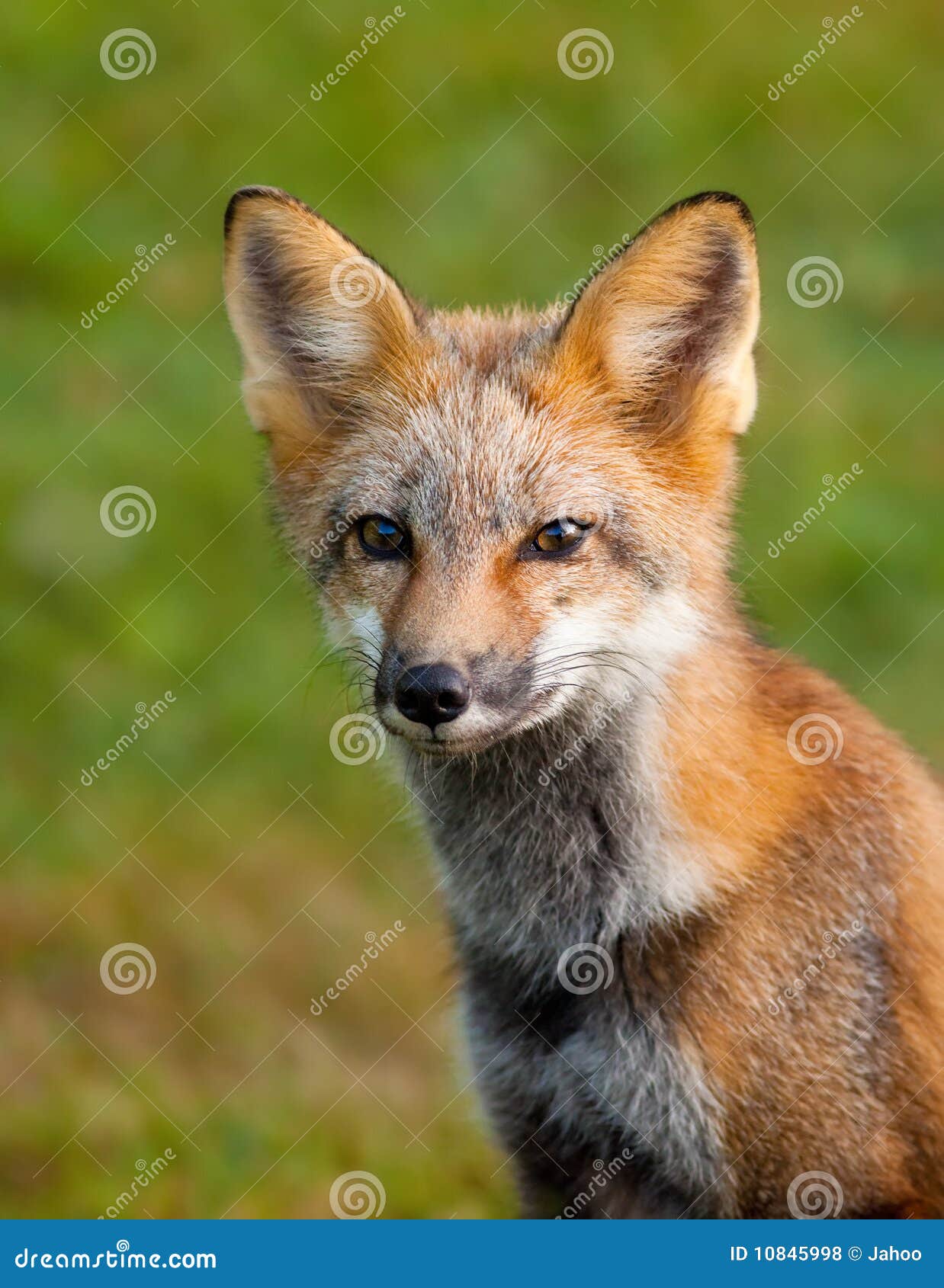 Portrait of a Young Red Fox Stock Photo - Image of close, summer: 10845998