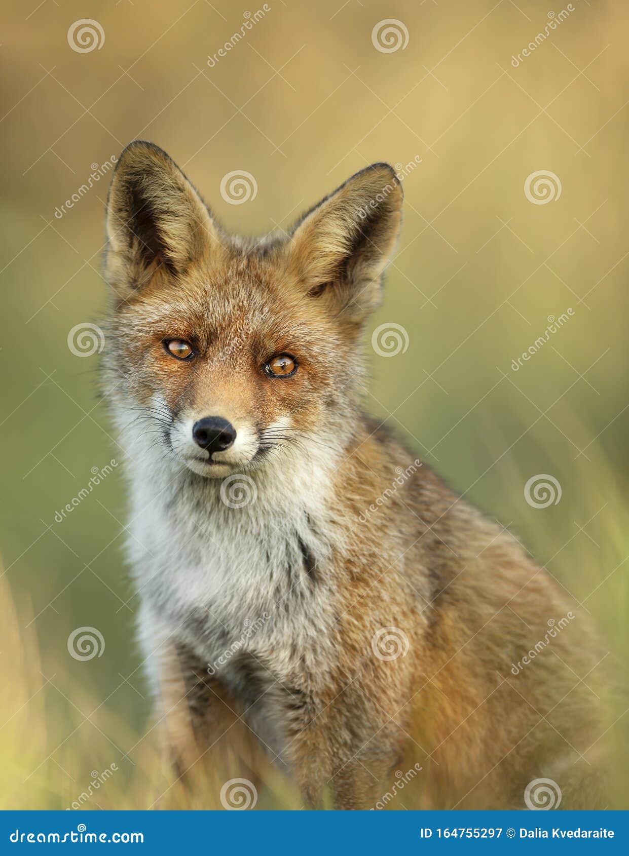 Portrait of a Young Red Fox Standing in Grass Stock Image - Image of ...