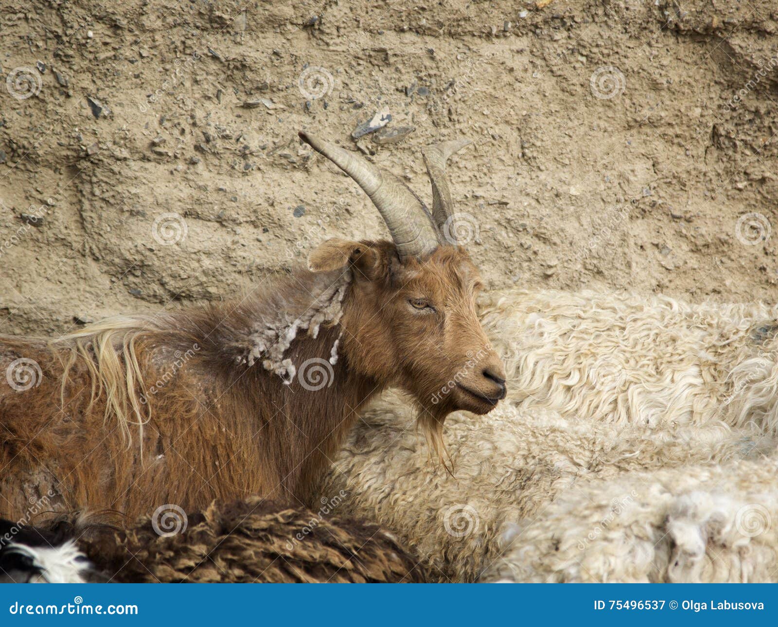 Portrait of a Young Red Goat Stock Image - Image of wildlife, portrait ...