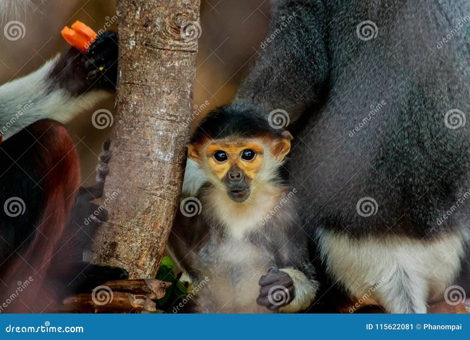 Portrait of the Young Red-shanked Douc Langur. Stock Image - Image of ...