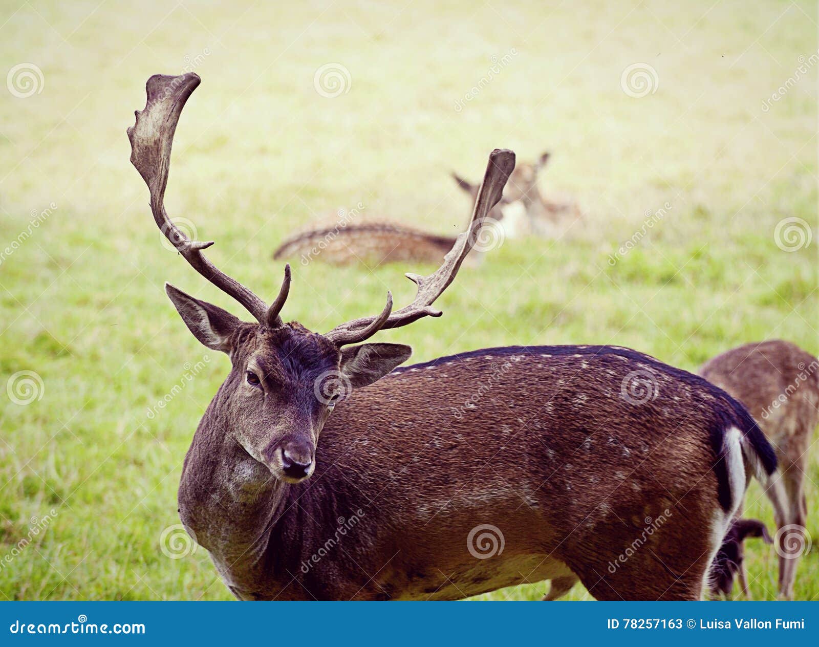 Portrait of Young Red Stag with Antlers Stock Image - Image of ecology ...