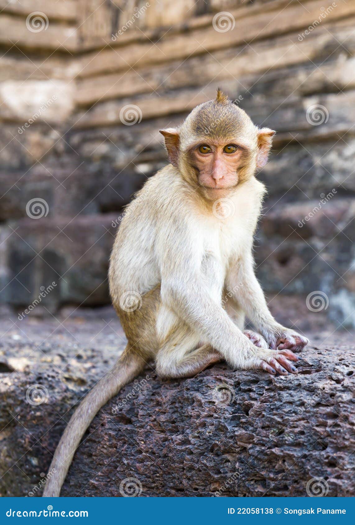 Portrait of Young Rhesus Macaque Monkey Stock Photo - Image of closeup ...