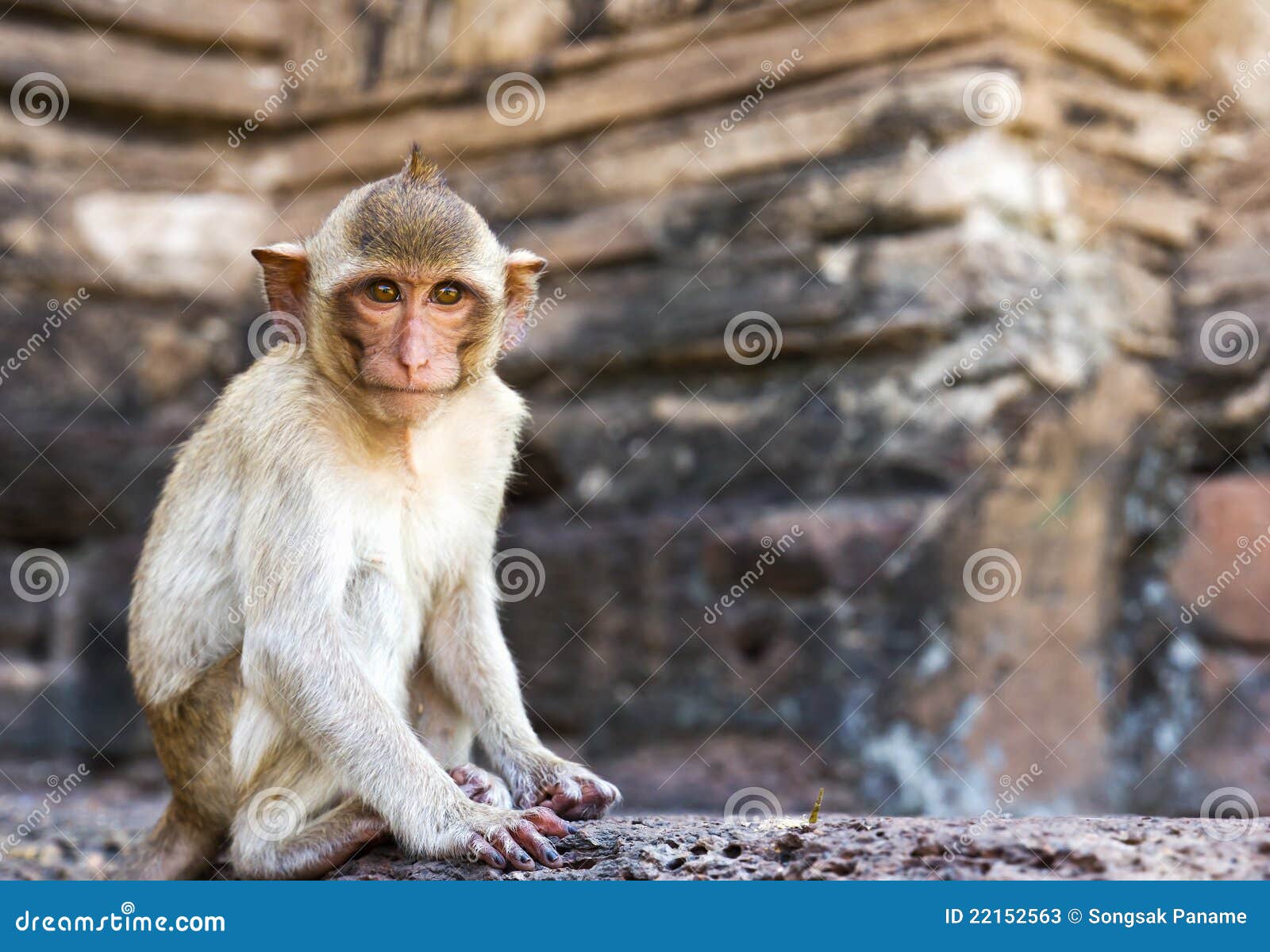 Portrait of Young Rhesus Macaque Monkey Stock Image - Image of ...