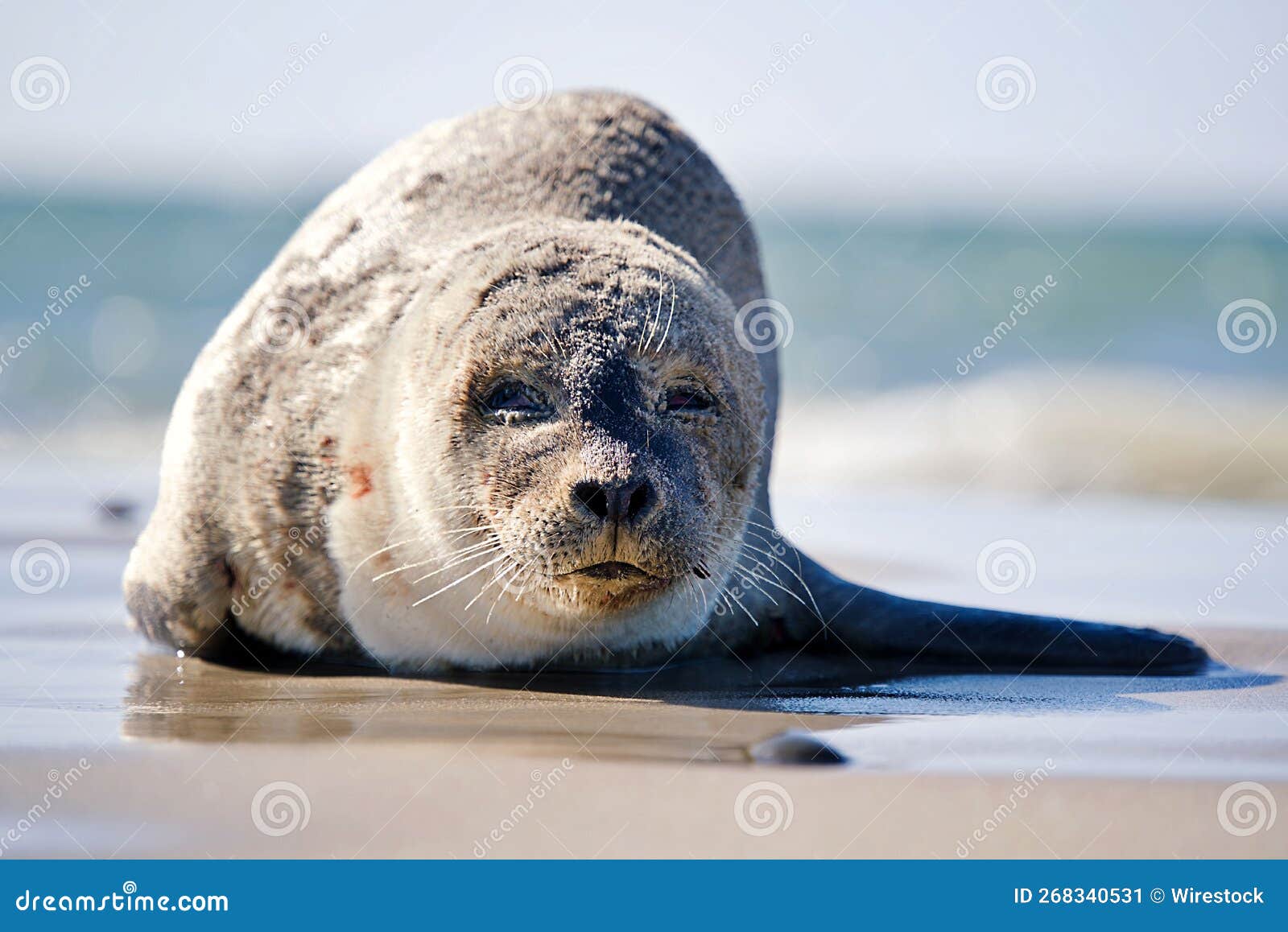 Portrait of a Young Seal on a Sandy Beach Stock Image - Image of cute ...