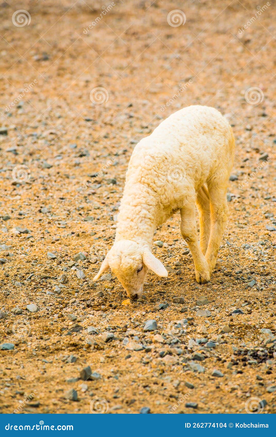Portrait of young sheep stock photo. Image of watching - 262774104