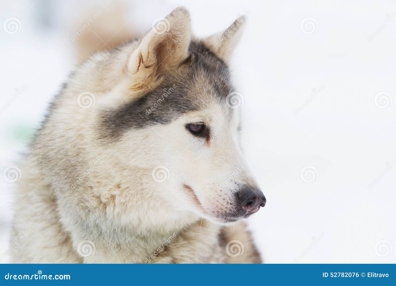 Portrait Young Siberian Husky on Snow Stock Photo - Image of canine ...