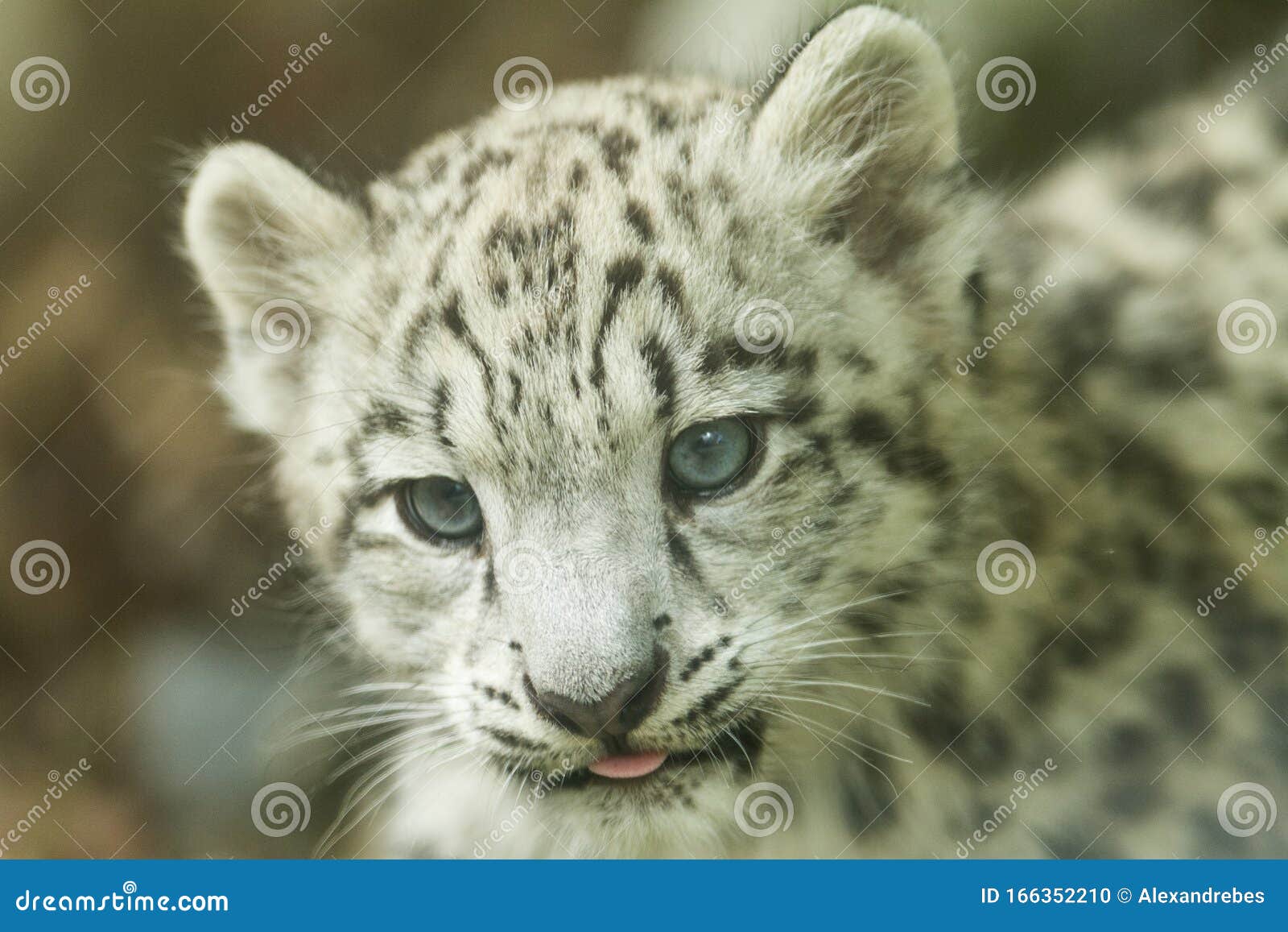 Portrait of Young Snow Leopard Stock Photo - Image of outdoors, baby ...