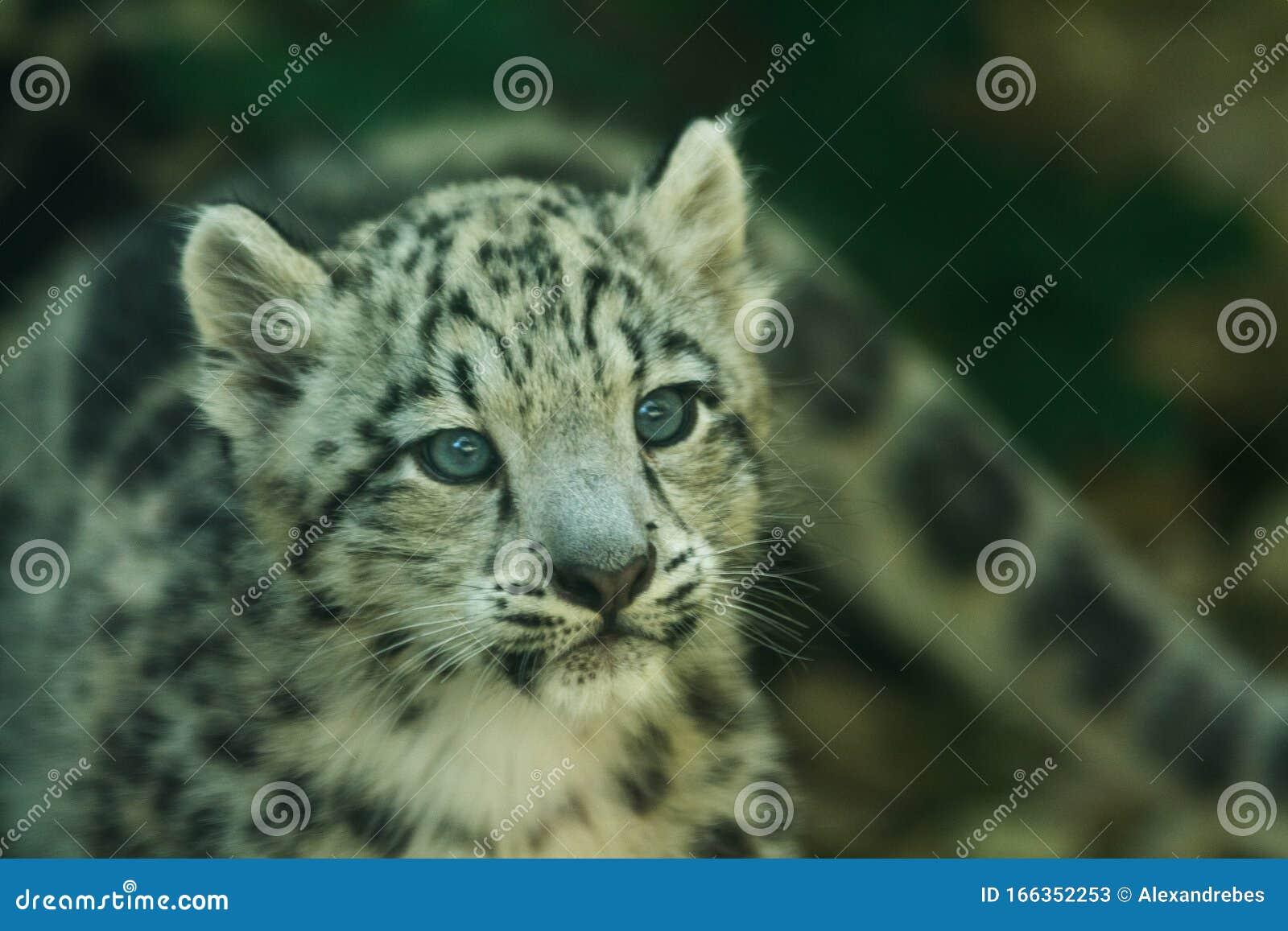 Portrait of Young Snow Leopard Stock Image - Image of carnivore ...