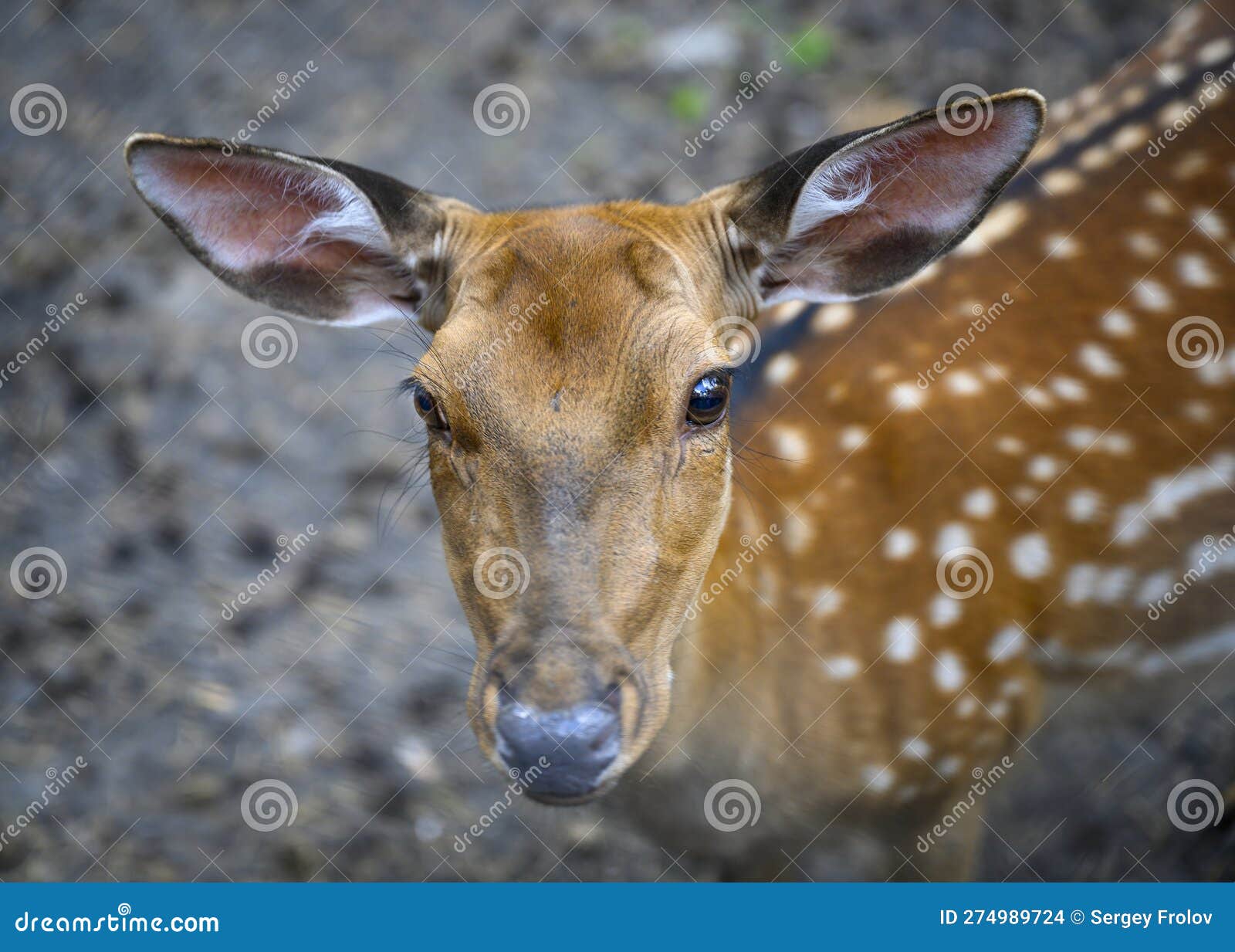 Portrait of a Young Spotted Fawn in a Forest Clearing Stock Photo ...
