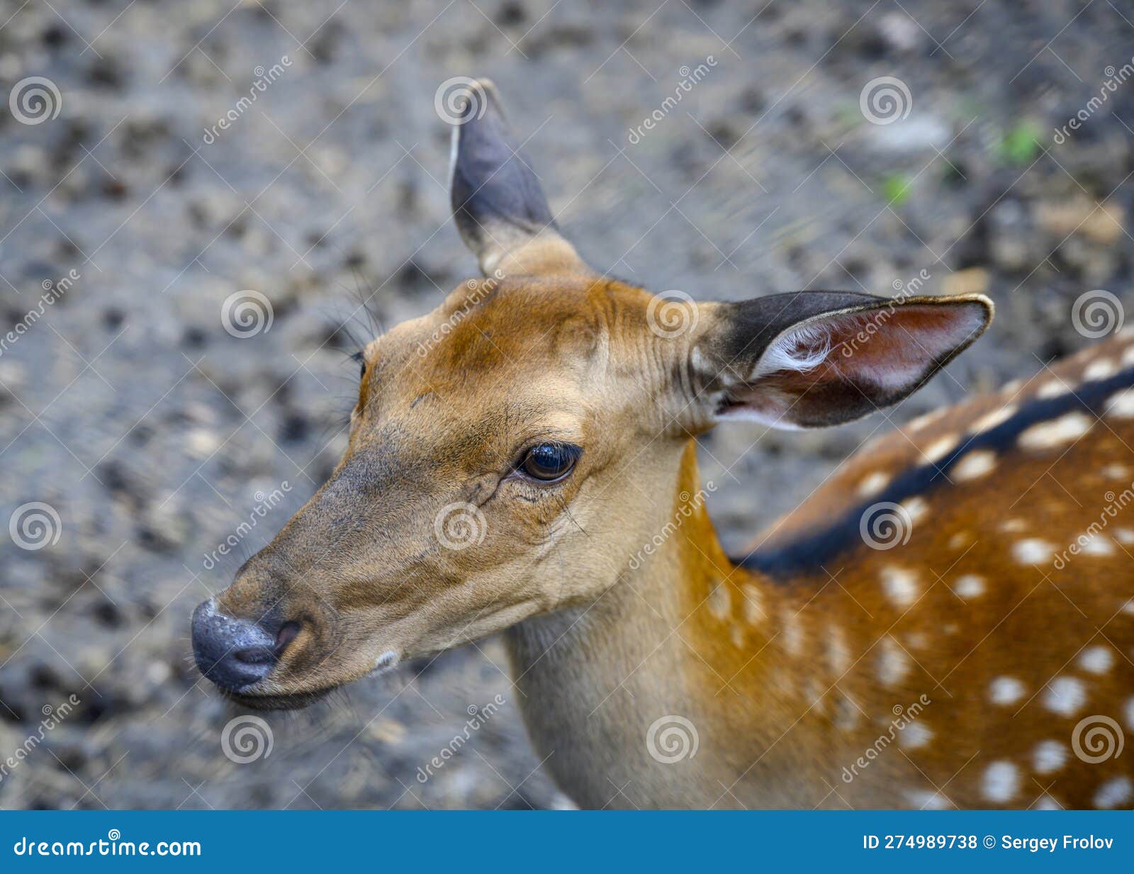 Portrait of a Young Spotted Fawn in a Forest Clearing Stock Photo ...