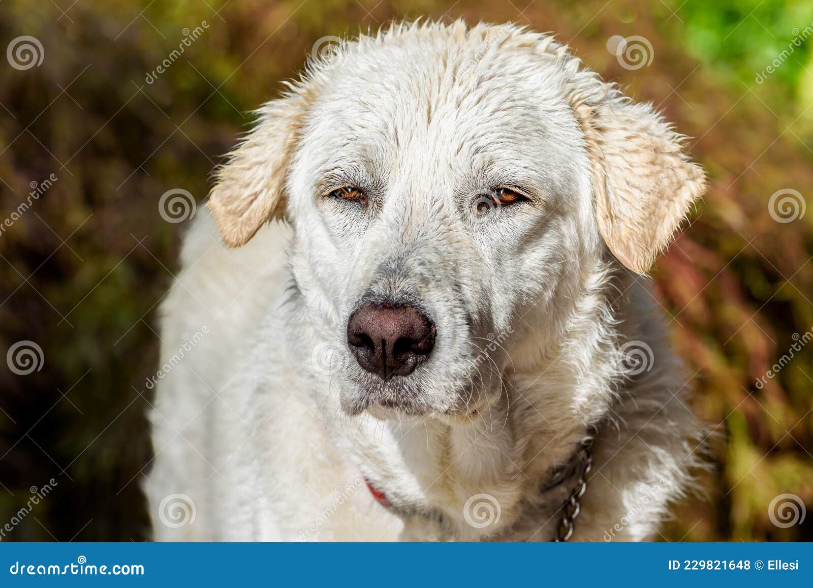 Portrait of the Young White Maremma Shepherd Dog. Stock Photo - Image ...