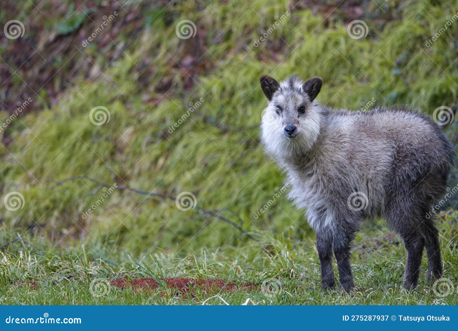 Portrait of Young Wild Japanese Serow in Japanese Forest Stock Image ...