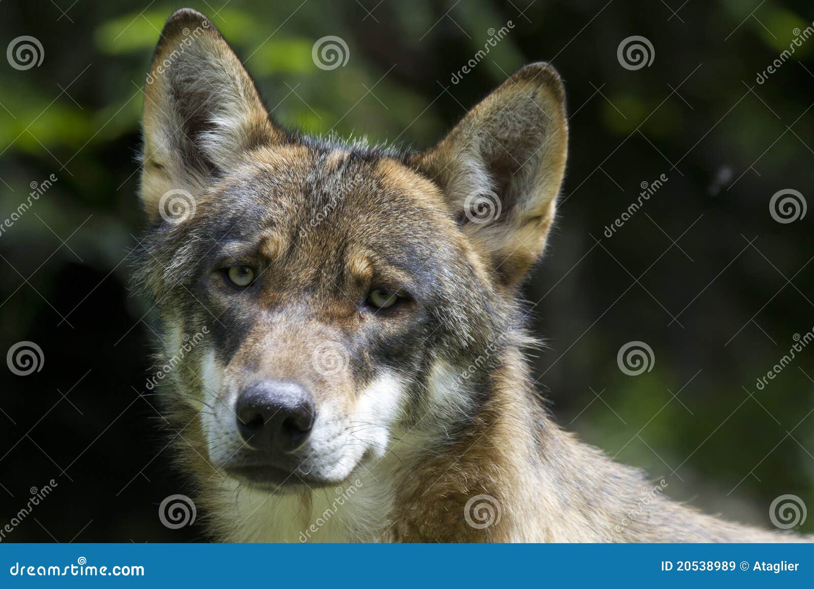 Portrait of young wolf stock image. Image of grazing - 20538989