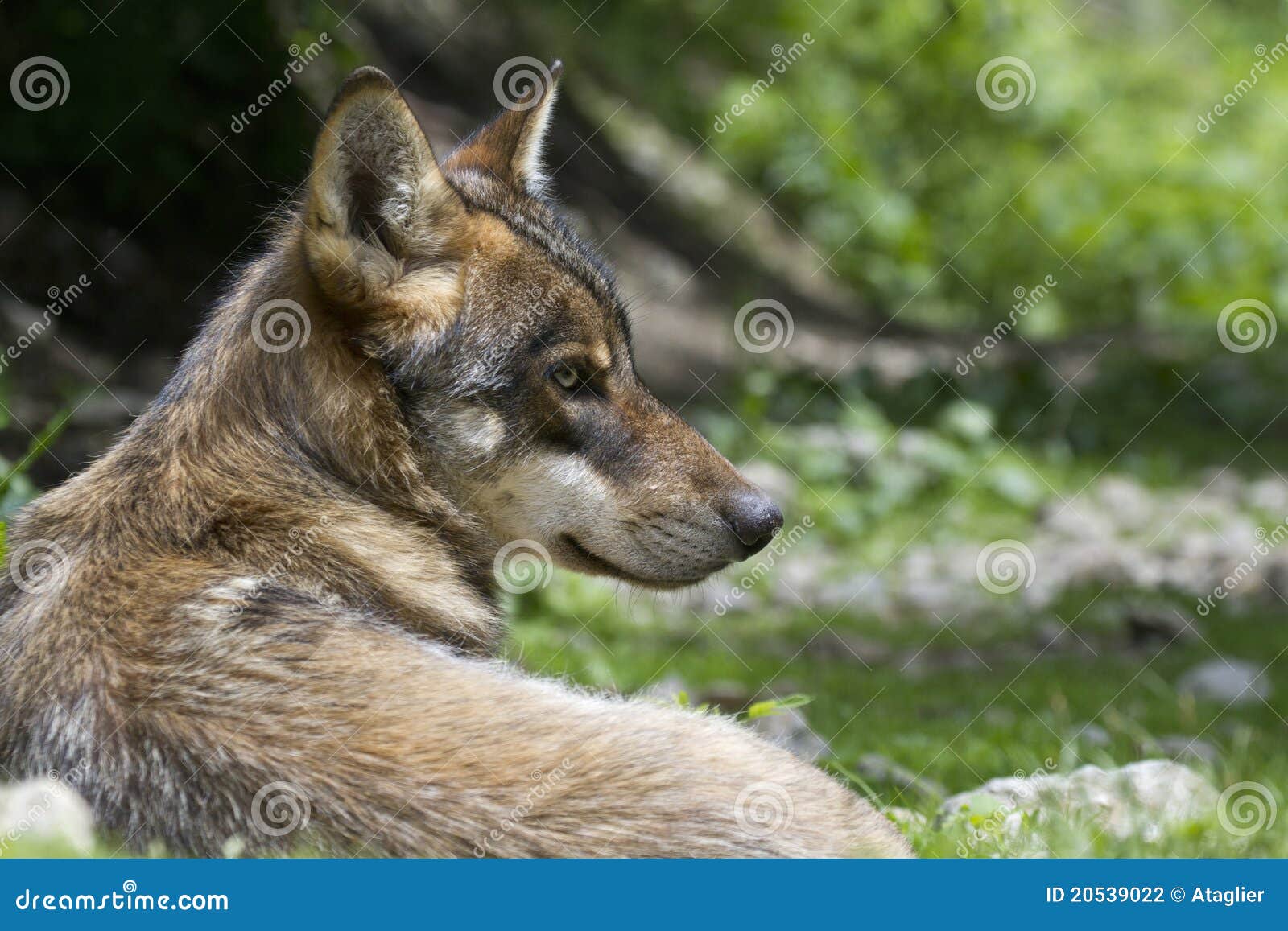Portrait of young wolf stock photo. Image of hunting - 20539022