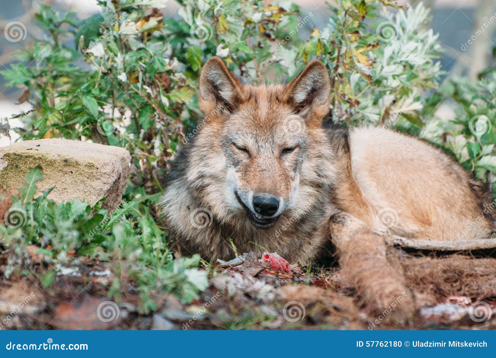 Young Wolf Pups Timber Wolf Stock Image | CartoonDealer.com #27321979