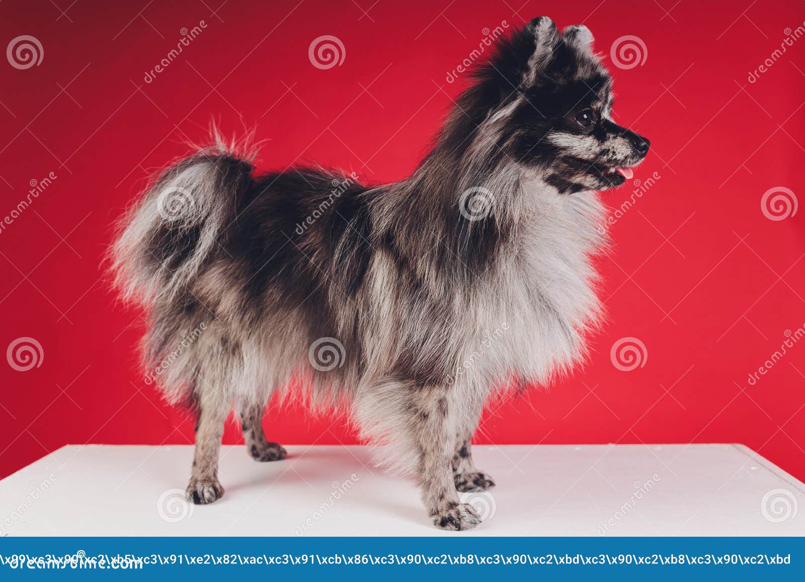 Portrait of a Young Wolf Spitz Shot in Studio on a Red Background ...