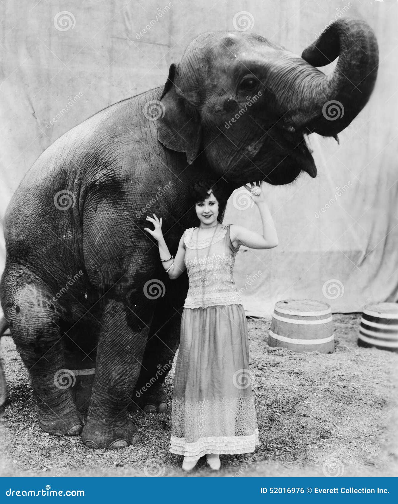 Portrait of a Young Woman Standing Under an Elephant Stock Photo ...