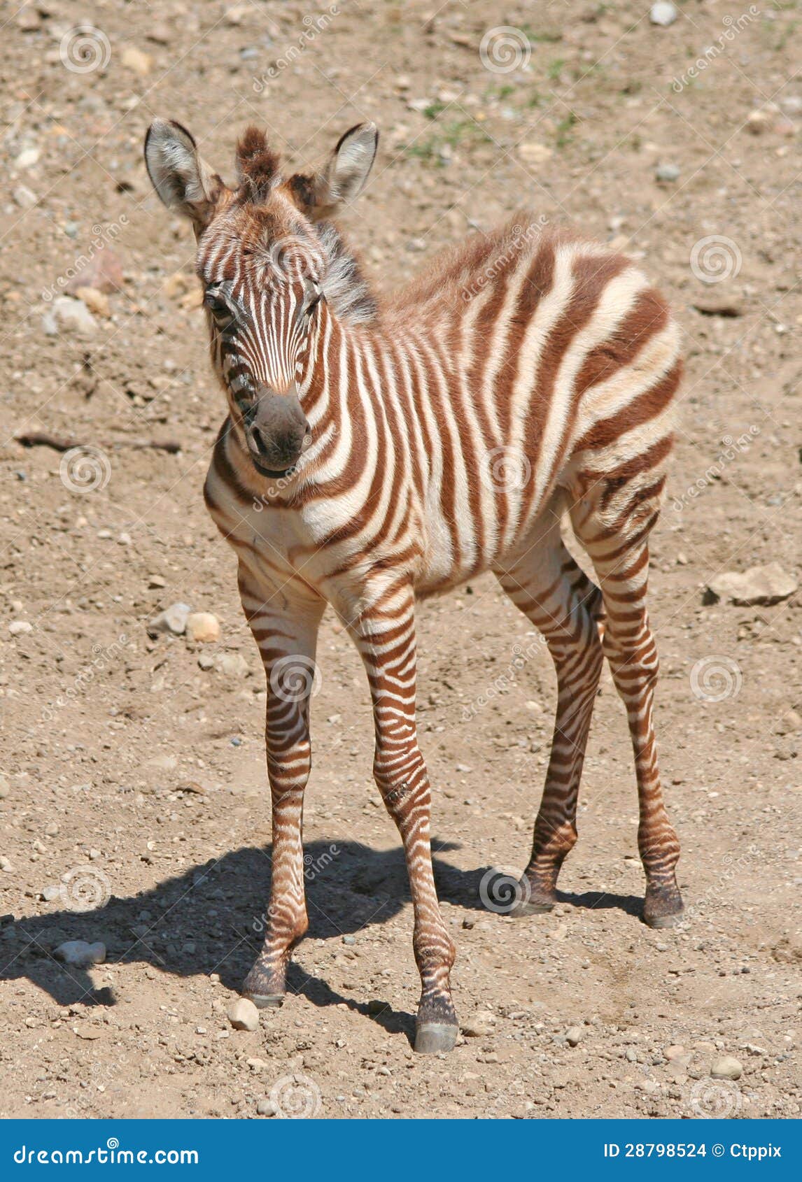 Portrait of a Young Zebra stock photo. Image of hair - 28798524