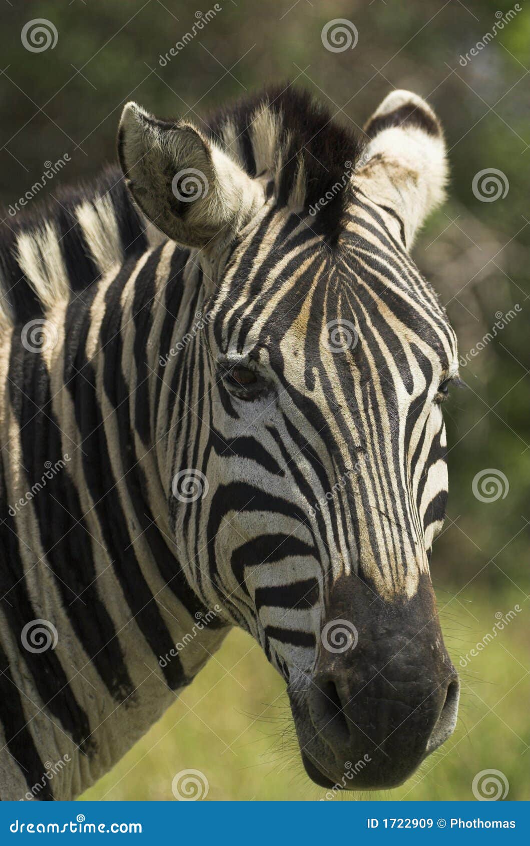 Portrait of a zebra stock image. Image of animal, wilderness - 1722909