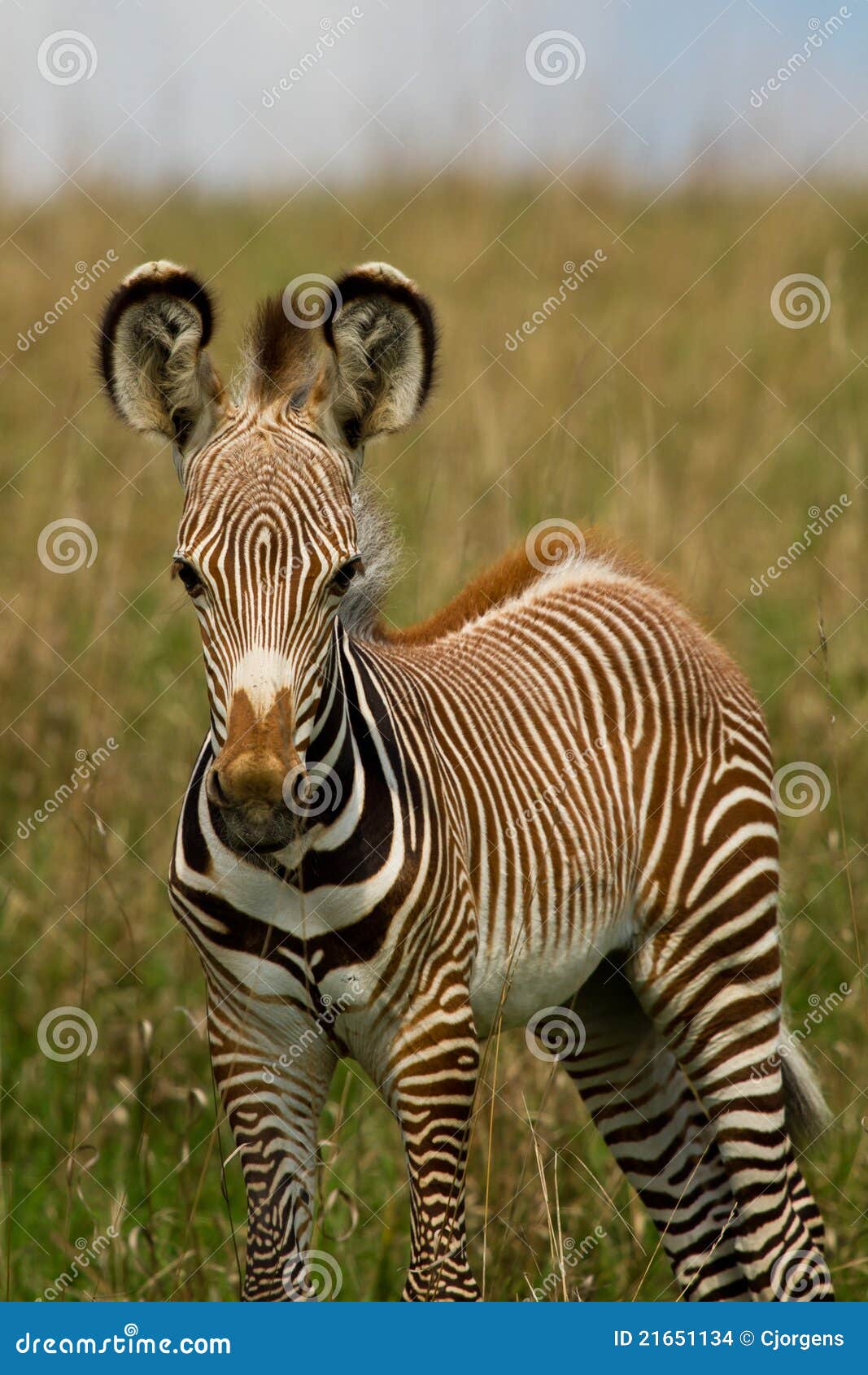 Portrait of a Zebra stock photo. Image of grass, outdoor - 21651134