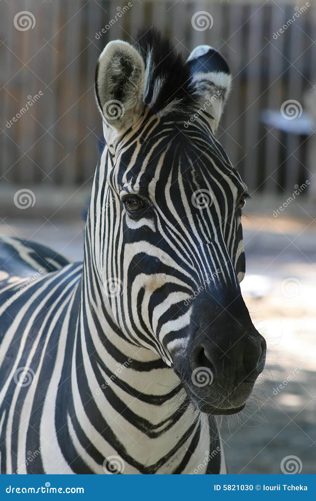 Portrait of Zebra. stock photo. Image of animal, zebra - 5821030