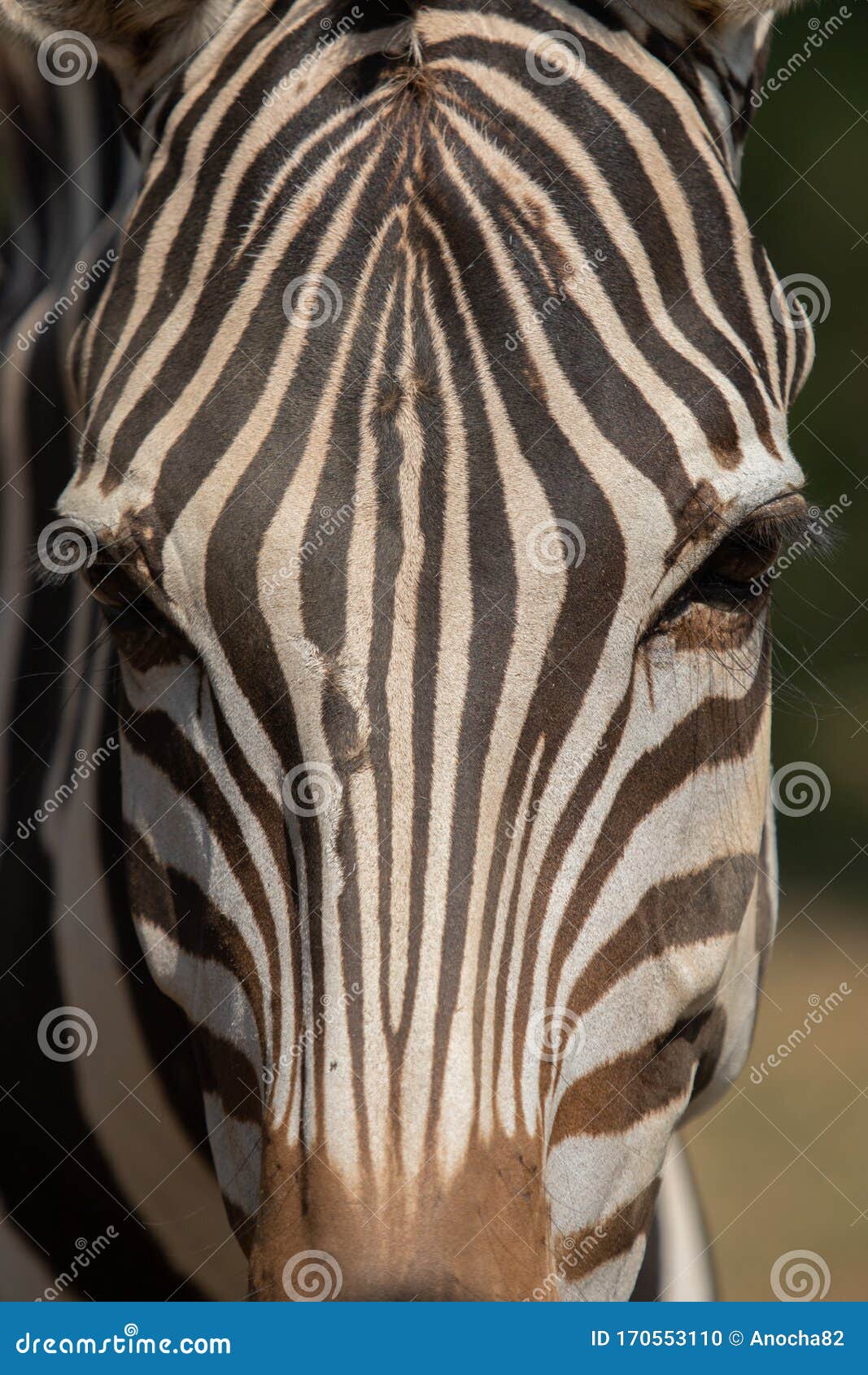 Portrait of a Zebra Close-up Face. Stock Photo - Image of people ...