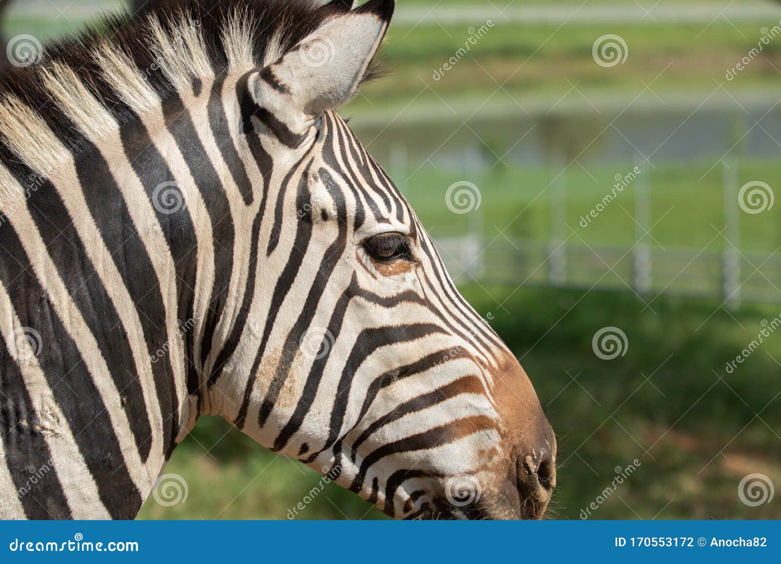Portrait of a Zebra Close-up Face. Stock Photo - Image of safari ...
