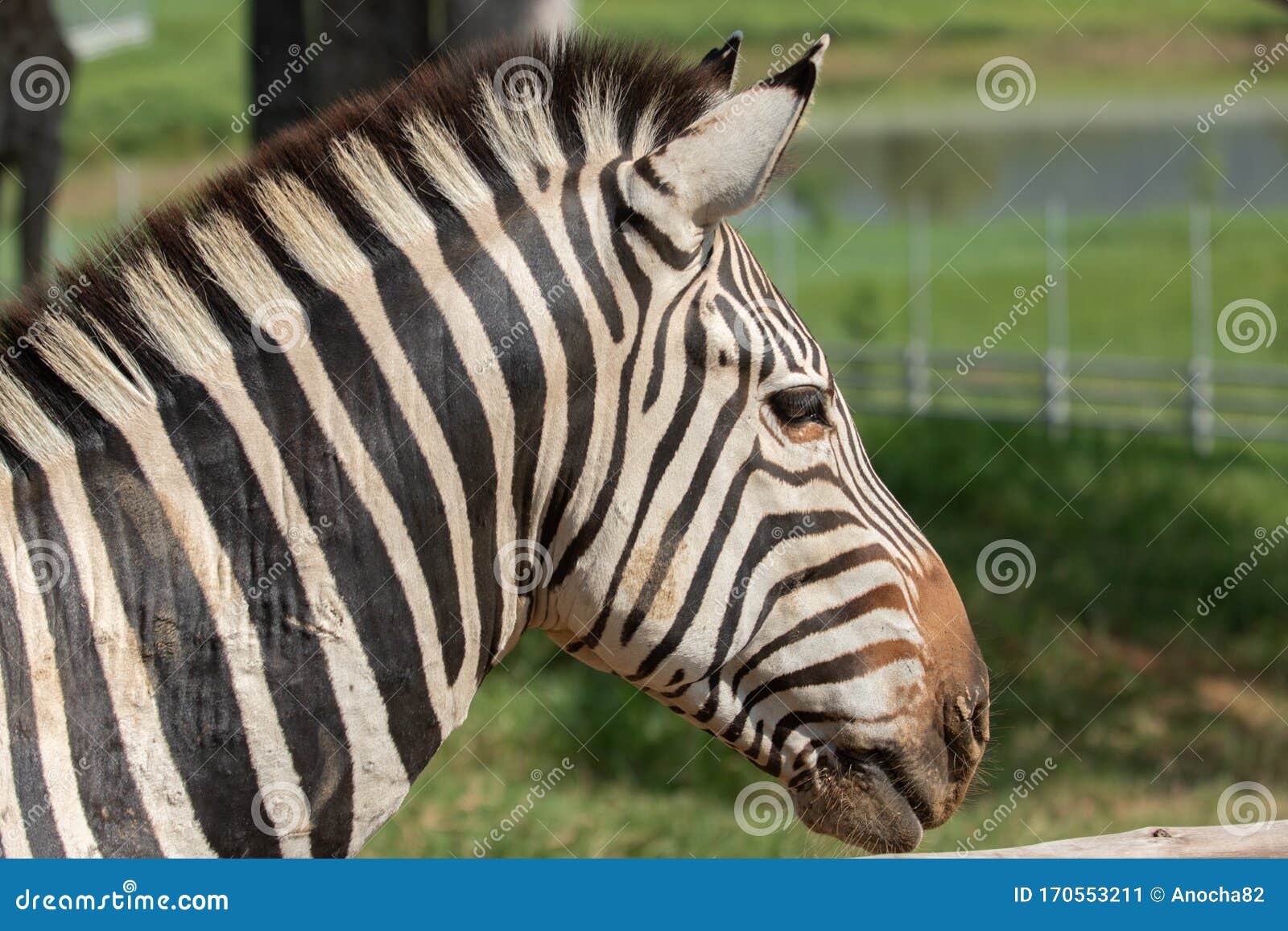 Portrait of a Zebra Close-up Face. Stock Image - Image of reserve ...