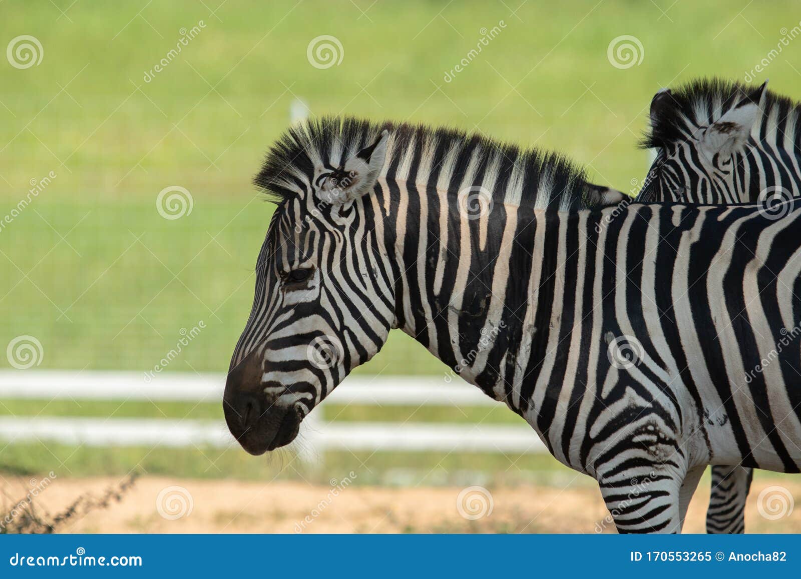Portrait of a Zebra Close-up Face. Stock Image - Image of face, site ...