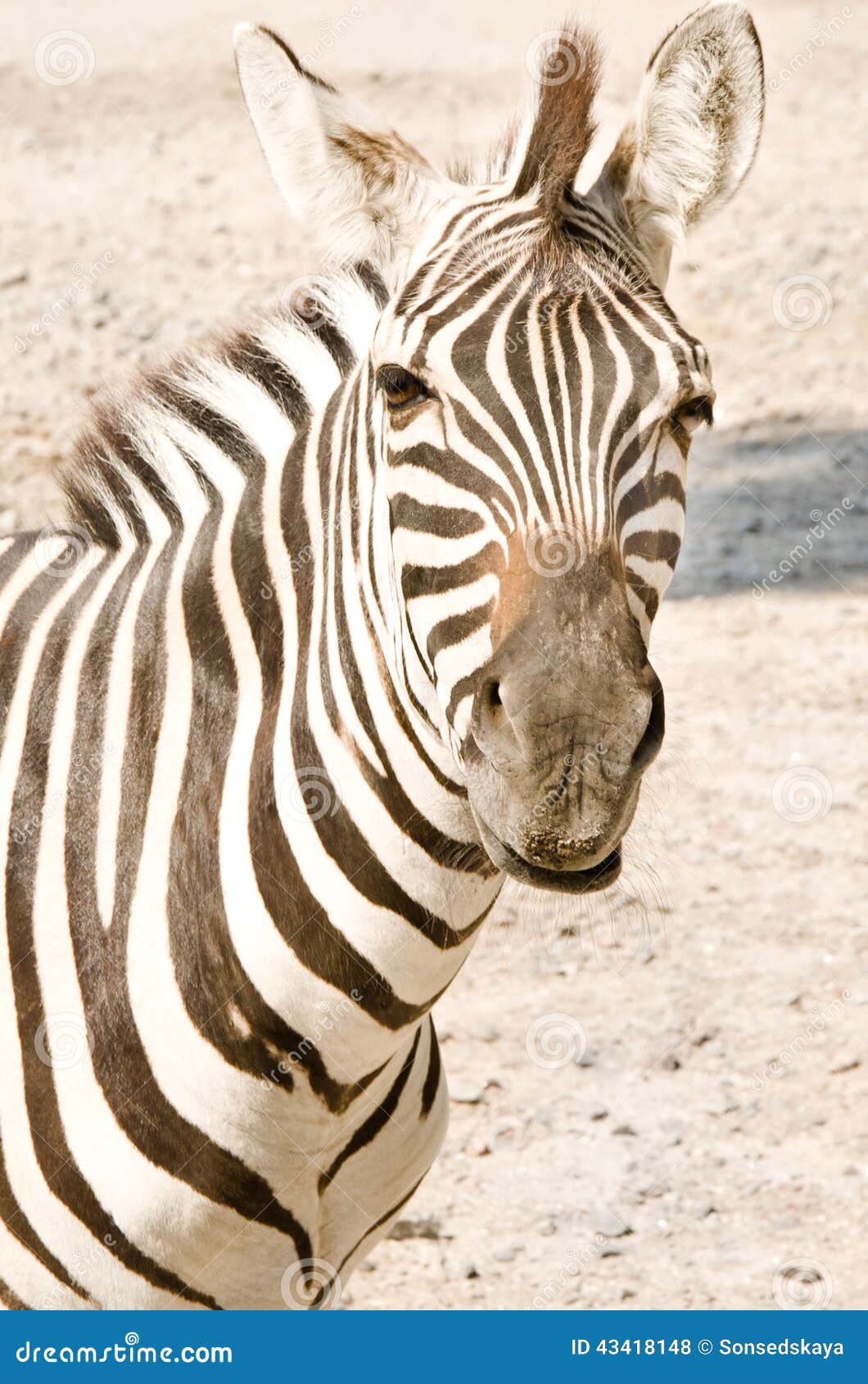 Portrait of a zebra stock photo. Image of pattern, natural - 43418148