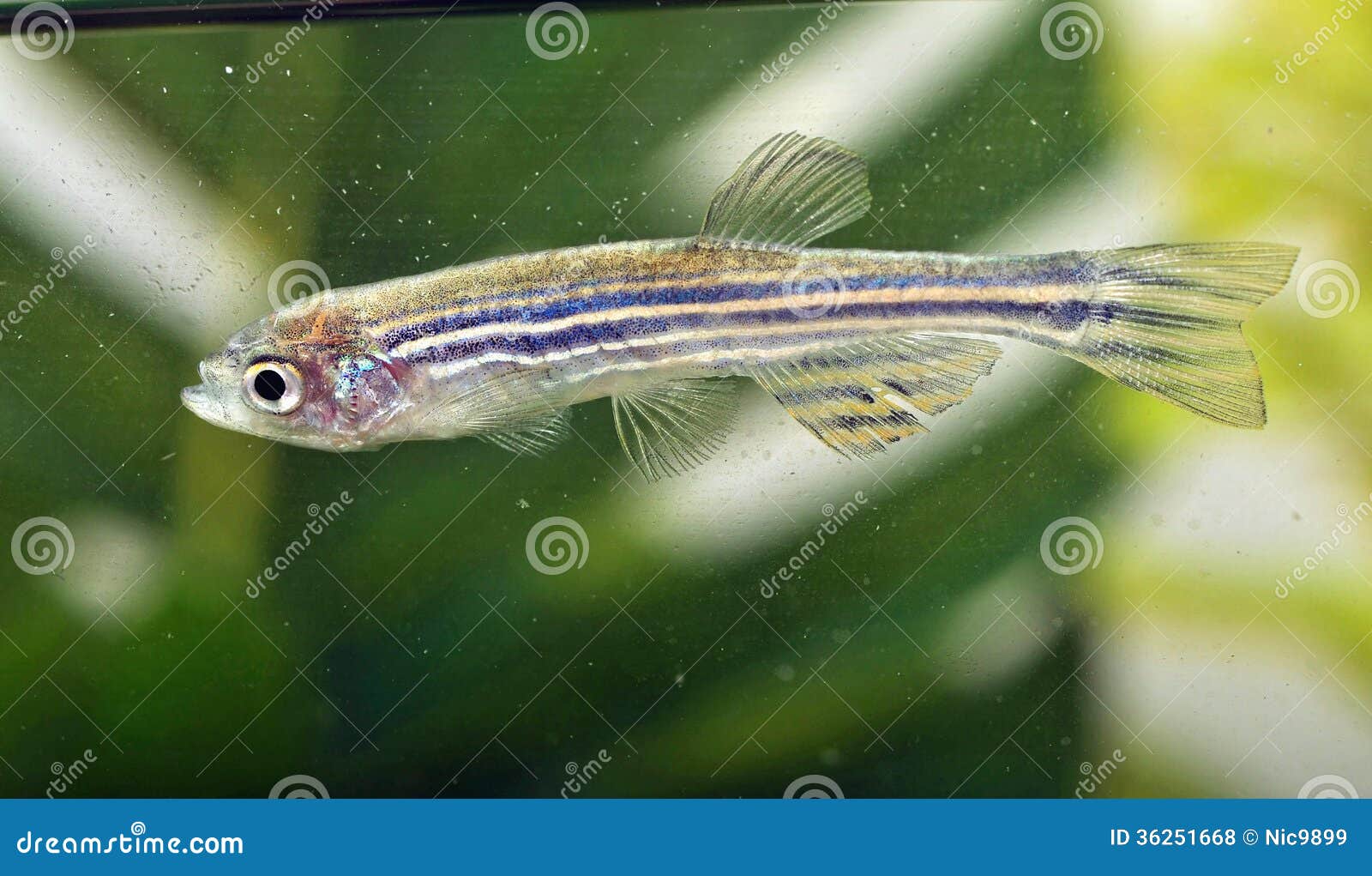 Portrait of a Zebra Danio stock photo. Image of zebra - 36251668