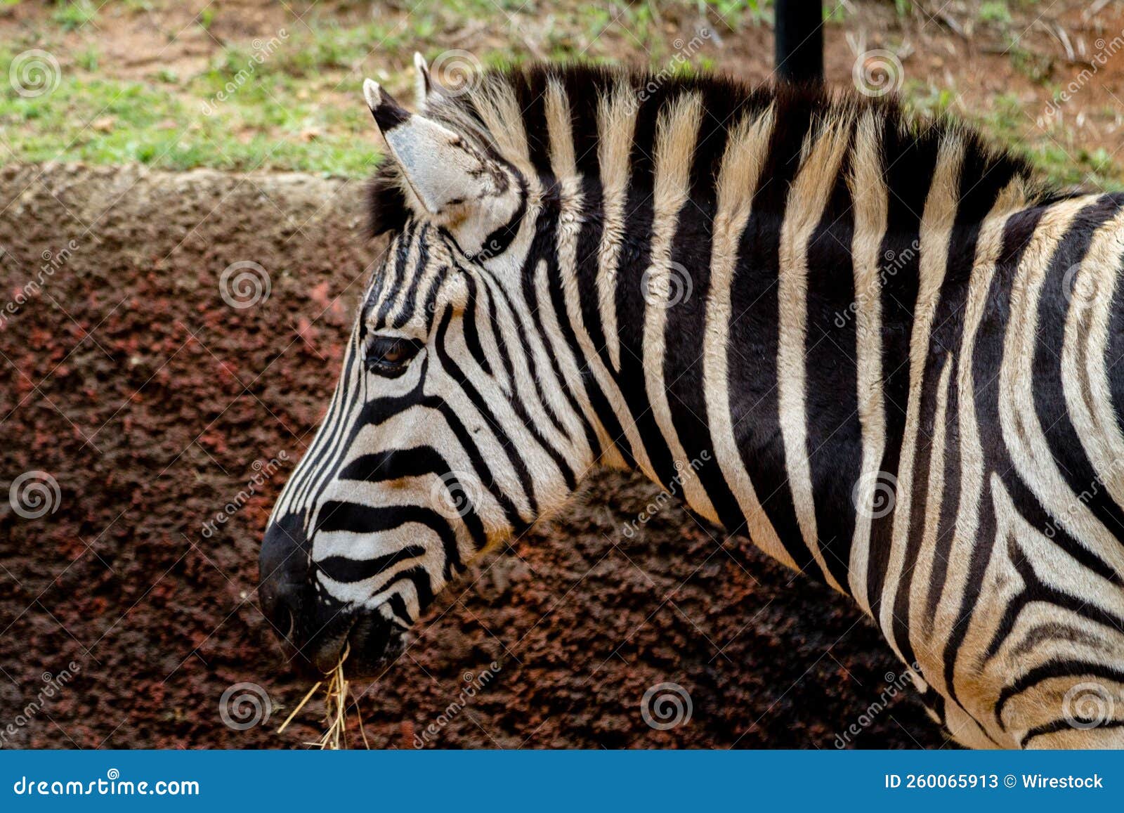 Portrait of a Zebra Eating Hay in a Zoo Stock Image - Image of perth ...