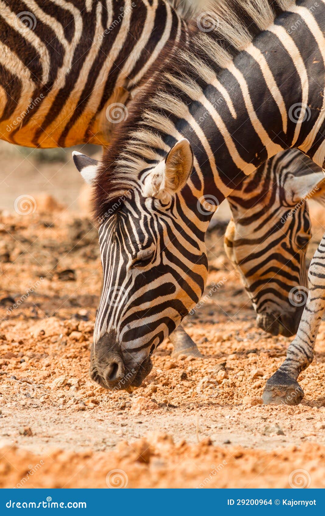 The Portrait of Zebra Eating Some Fruit Stock Photo - Image of portrait ...
