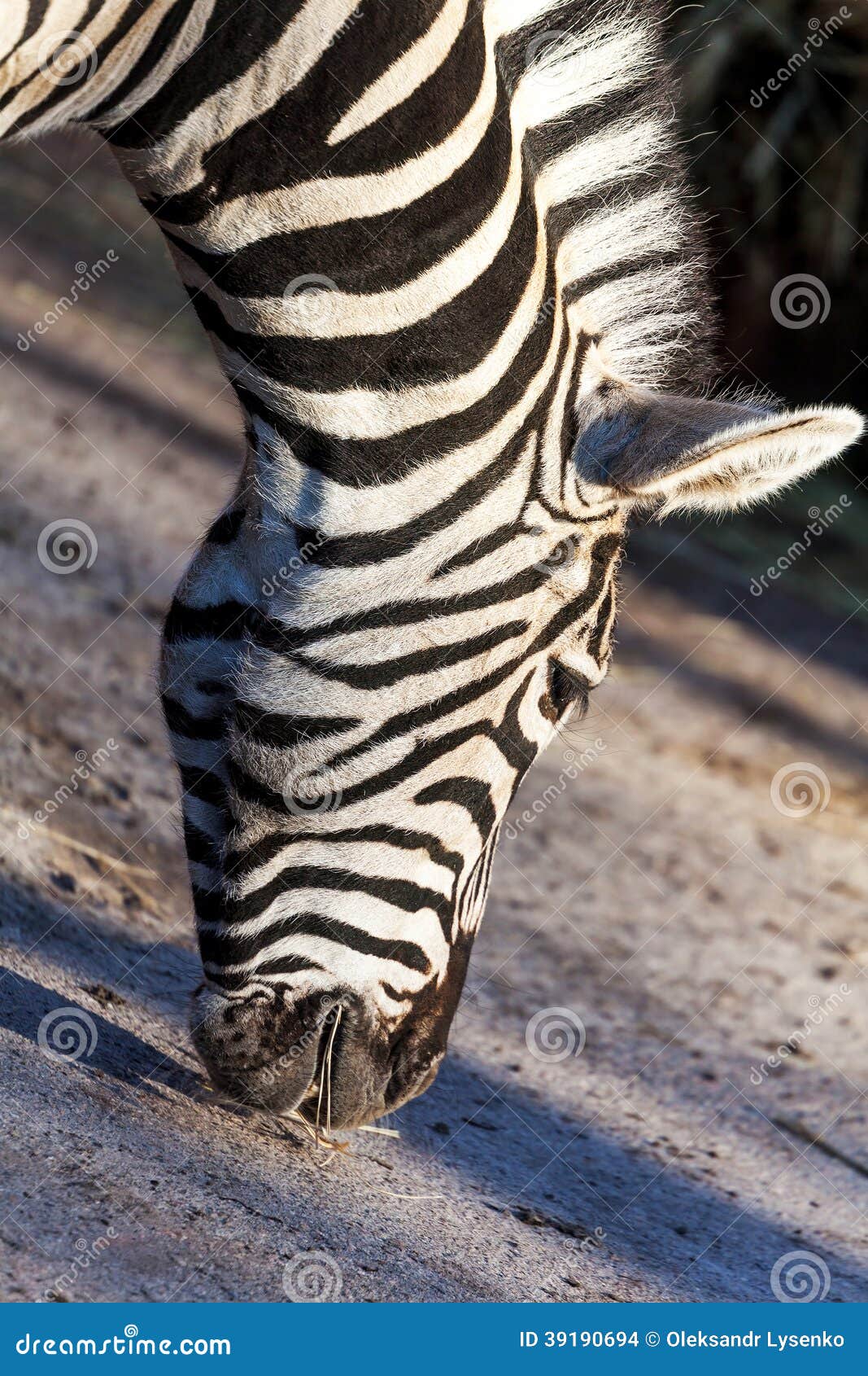 Portrait of a Zebra Eats Close Stock Photo - Image of view, black: 39190694