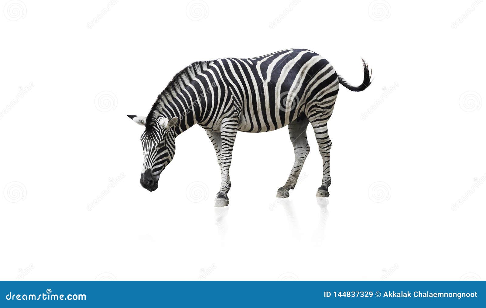 Zebra Isolated on White Background Stock Image - Image of calf, nature ...