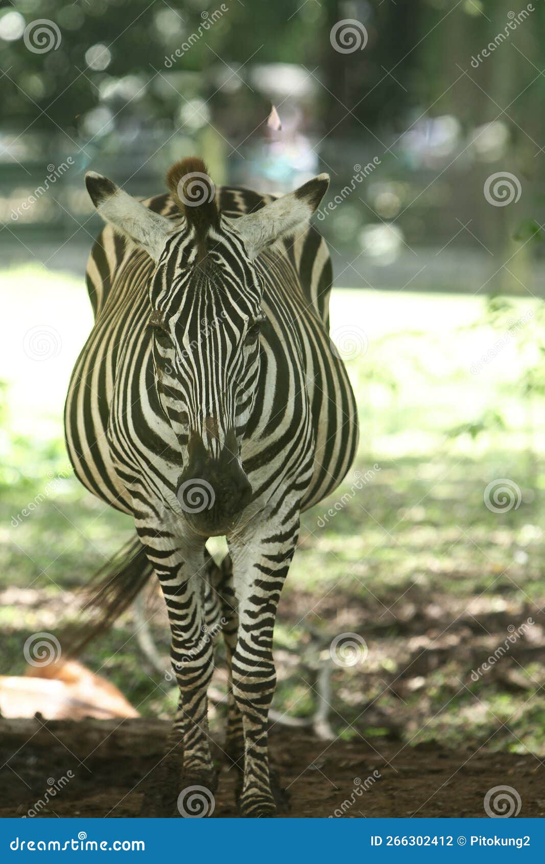 Portrait of a Zebra Looking at the Camera Stock Photo - Image of ...