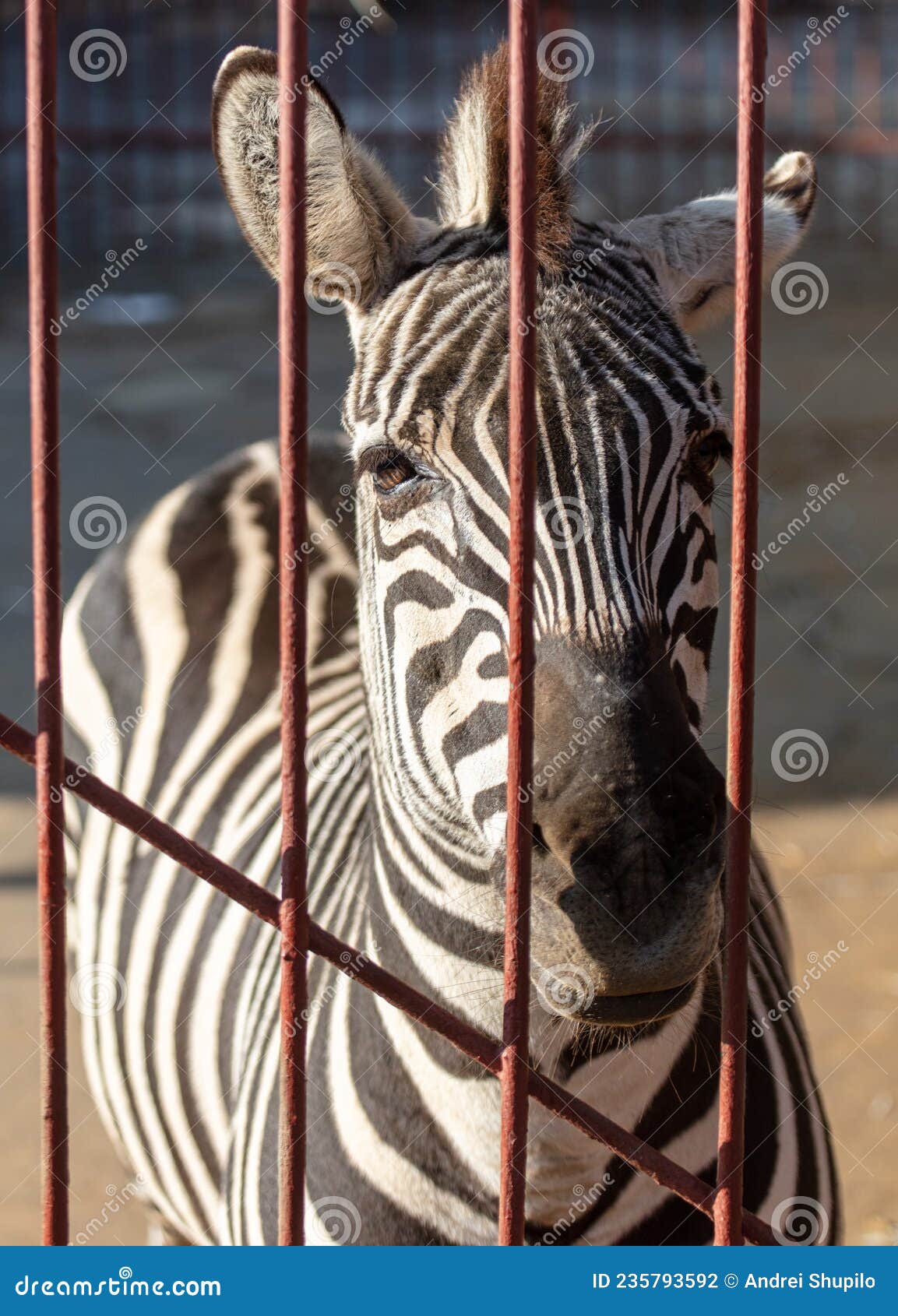 Portrait of a Zebra in the Metal Cage Stock Photo - Image of portrait ...