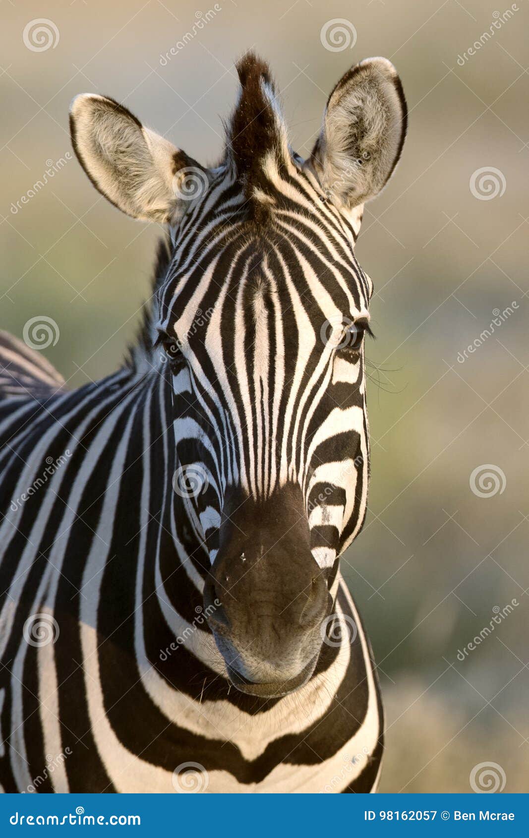 Zebra stock image. Image of moving, kenya, damaraland - 98162057