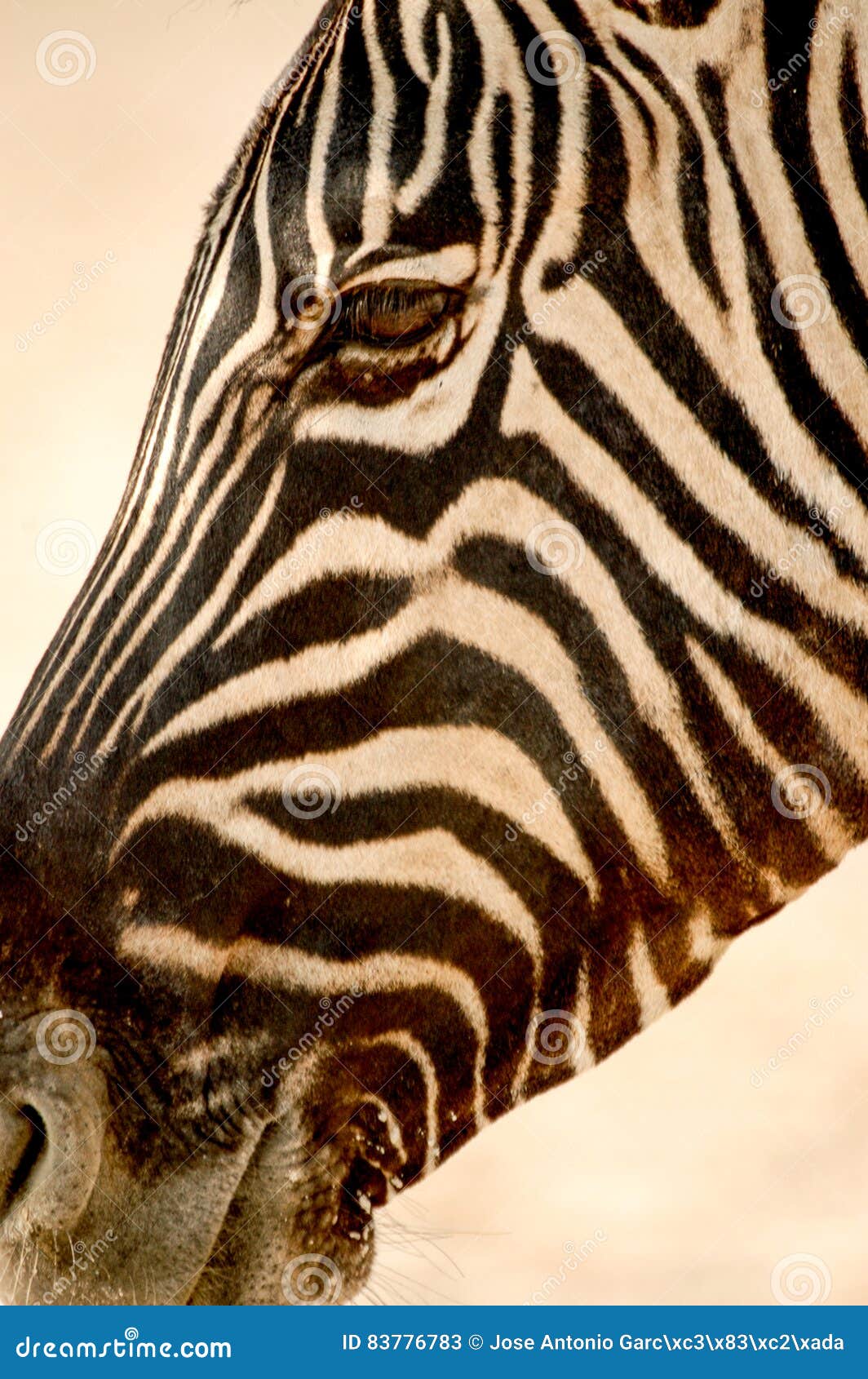 Portrait Zebra stock image. Image of landscape, natural - 83776783
