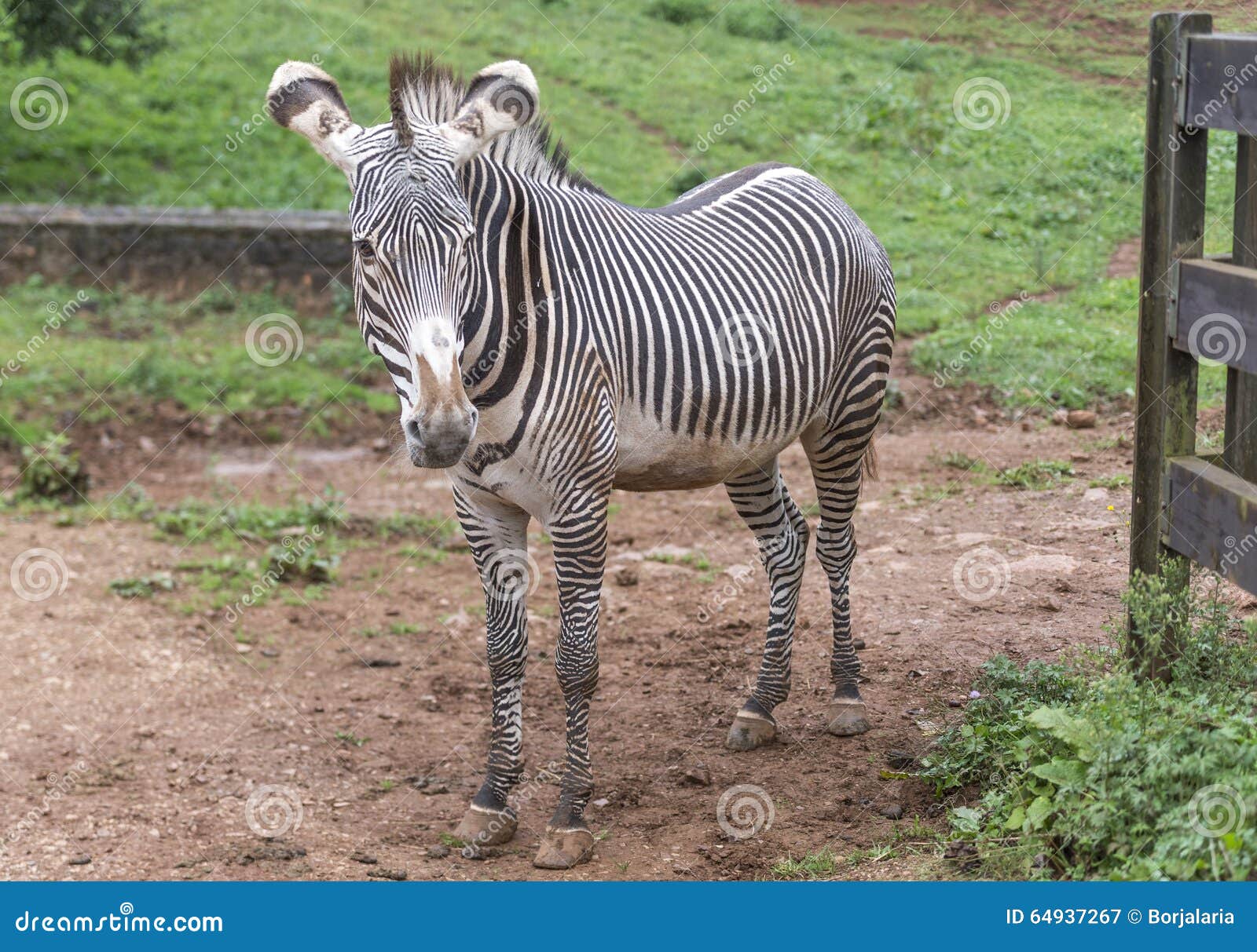 Portrait of Zebra Park in Spain Stock Image - Image of cabarceno, black ...