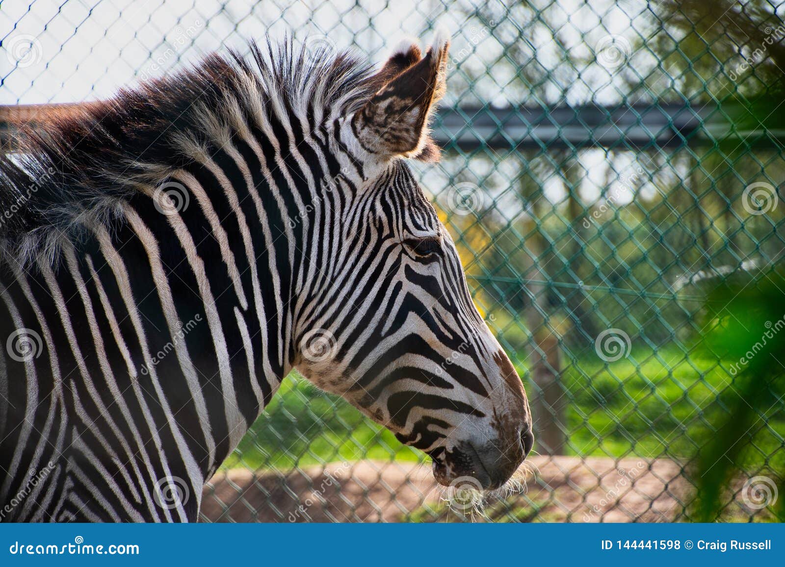 Portrait of a Zebra`s head stock photo. Image of closeup - 144441598