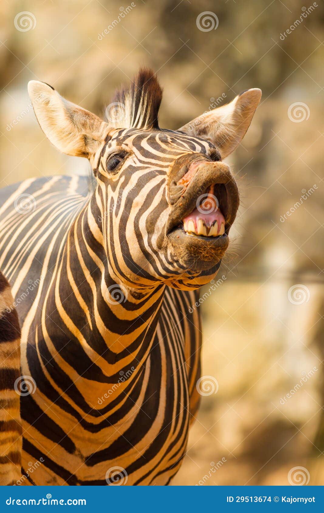 The Portrait of Zebra Smile and Laughing Stock Photo - Image of nature ...
