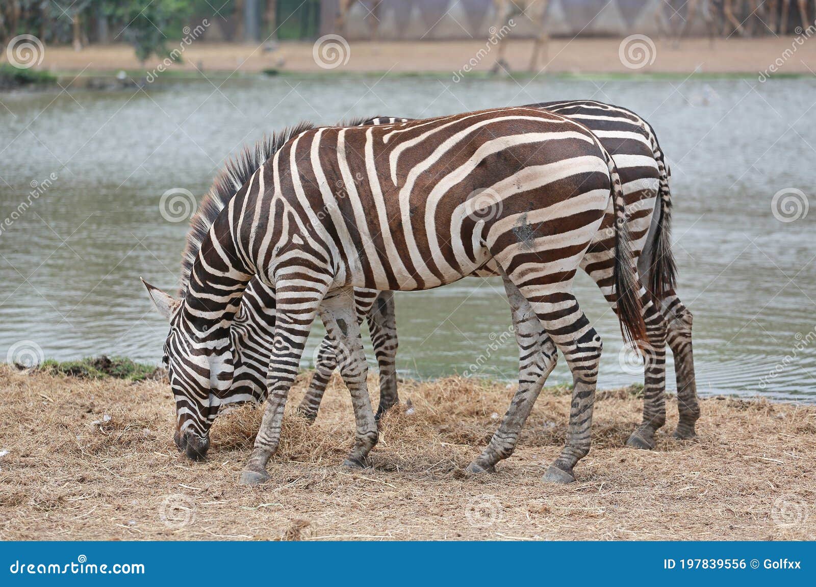 Portrait of Zebra in Thailand Zoo Stock Photo - Image of group, african ...
