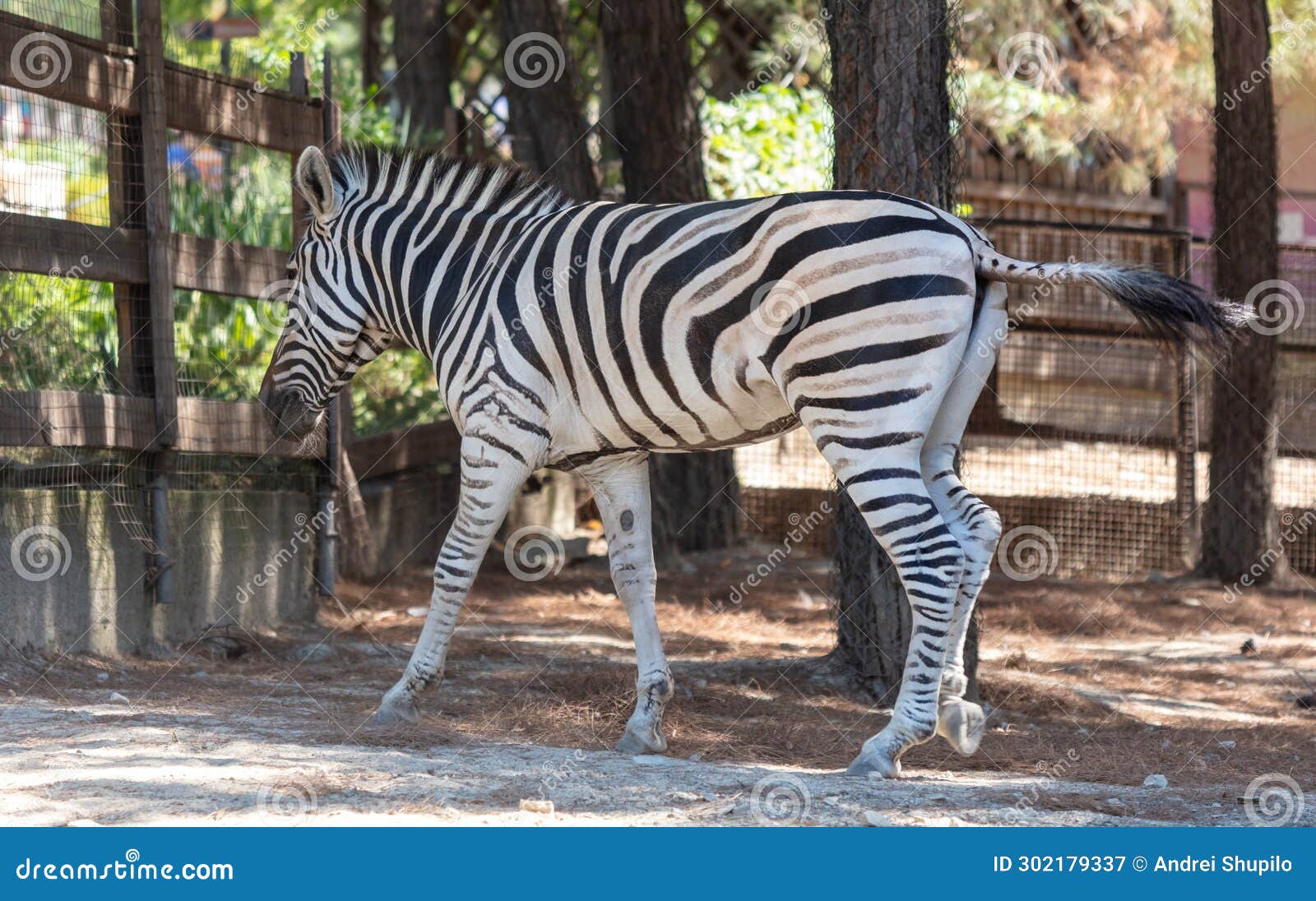 Portrait of a Zebra in the Zoo Stock Image - Image of equus, nature ...