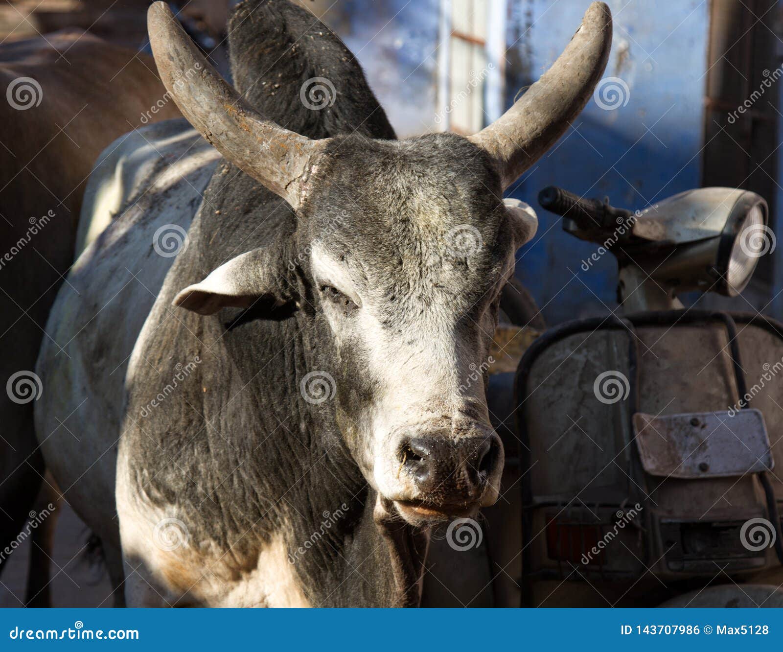 Portrait of Zebu Cow in India Stock Photo - Image of domestic, cattle ...