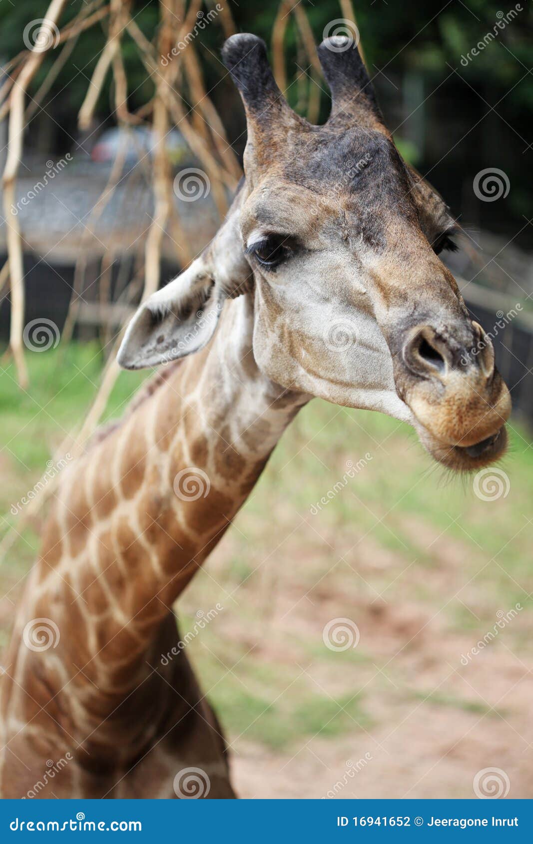 Portrait of a ziraffe stock photo. Image of dromedary - 16941652