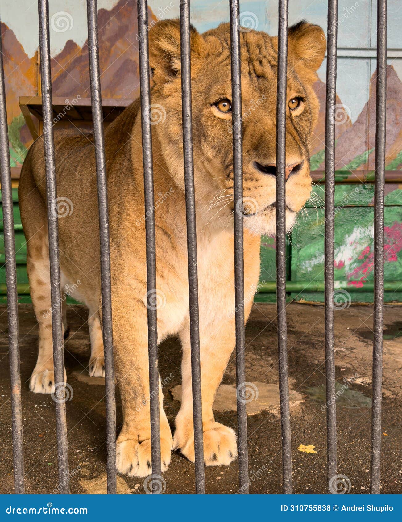 Portrait of a Zoo Lion in a Cage Stock Photo - Image of head, cute ...